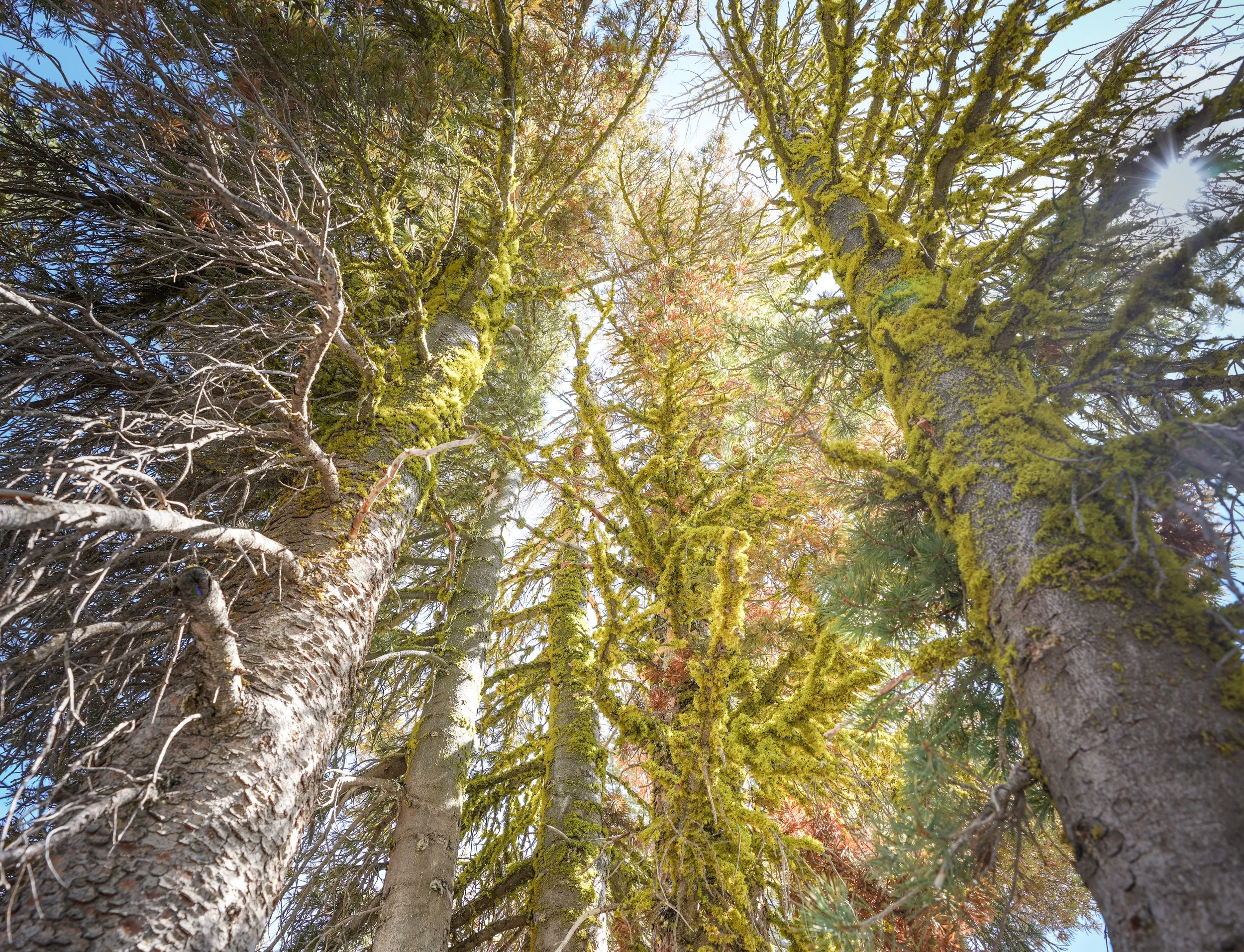 Climate change and forests — Landscapes of Change Lab