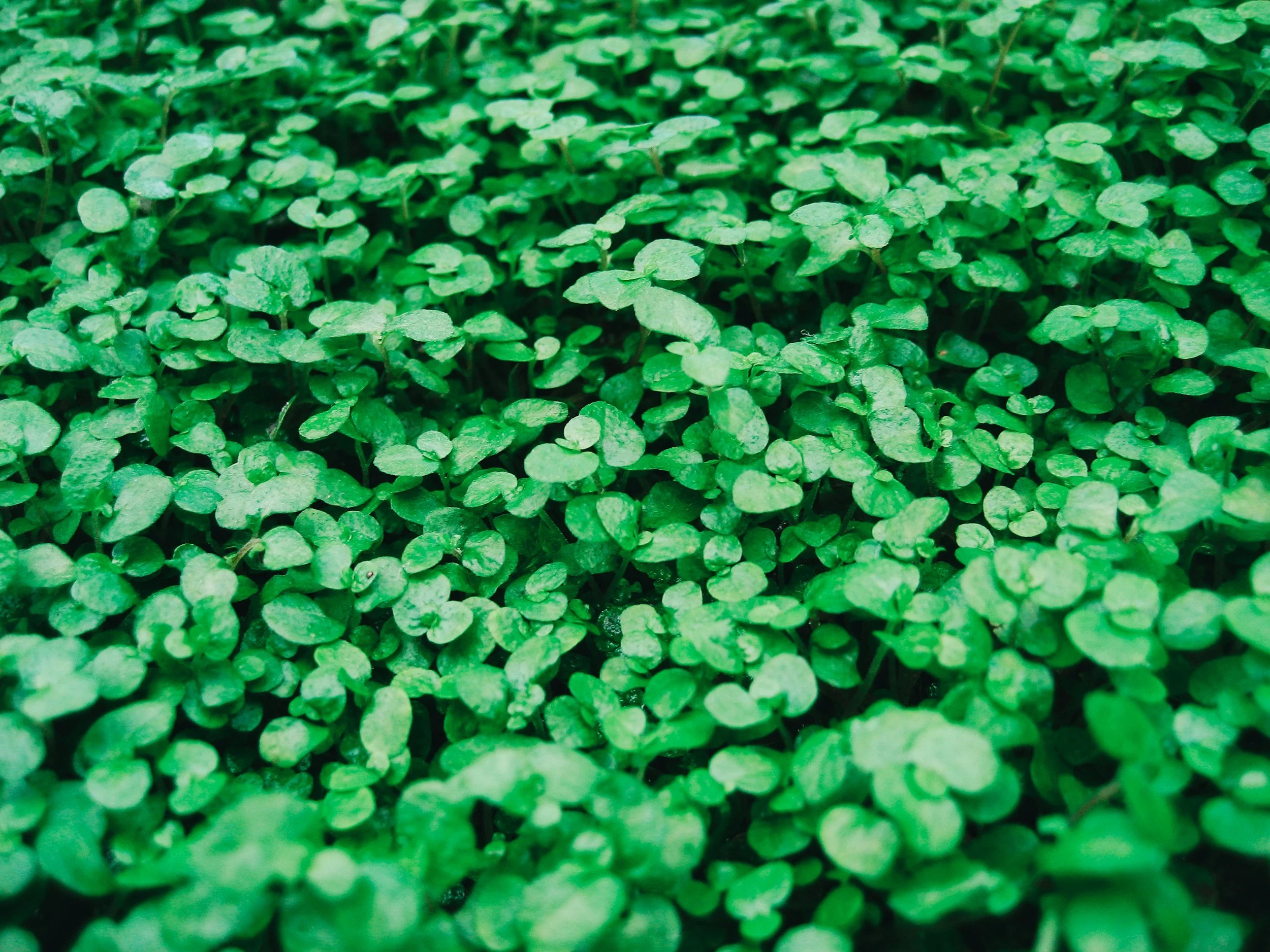 Upcoming Events - See what's happening around your club! — The Shamrock ...