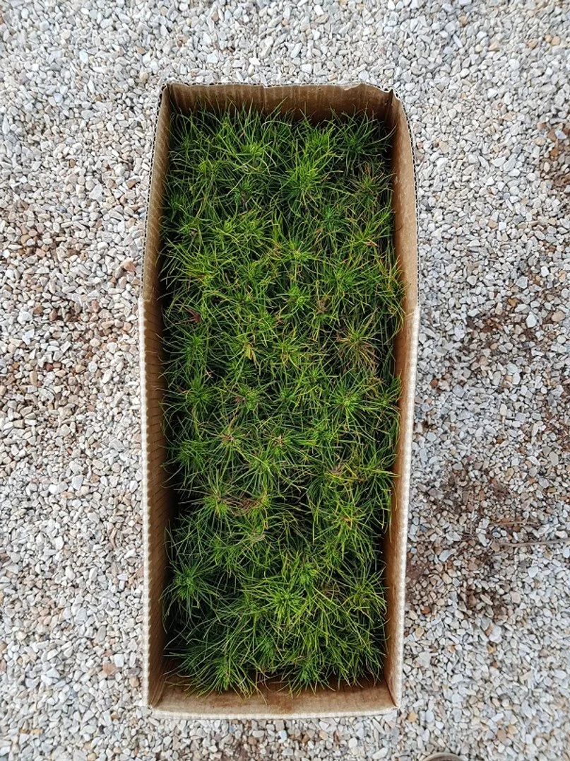 Radiata pine forestry seedlings — Spruced - Carbon Forestry