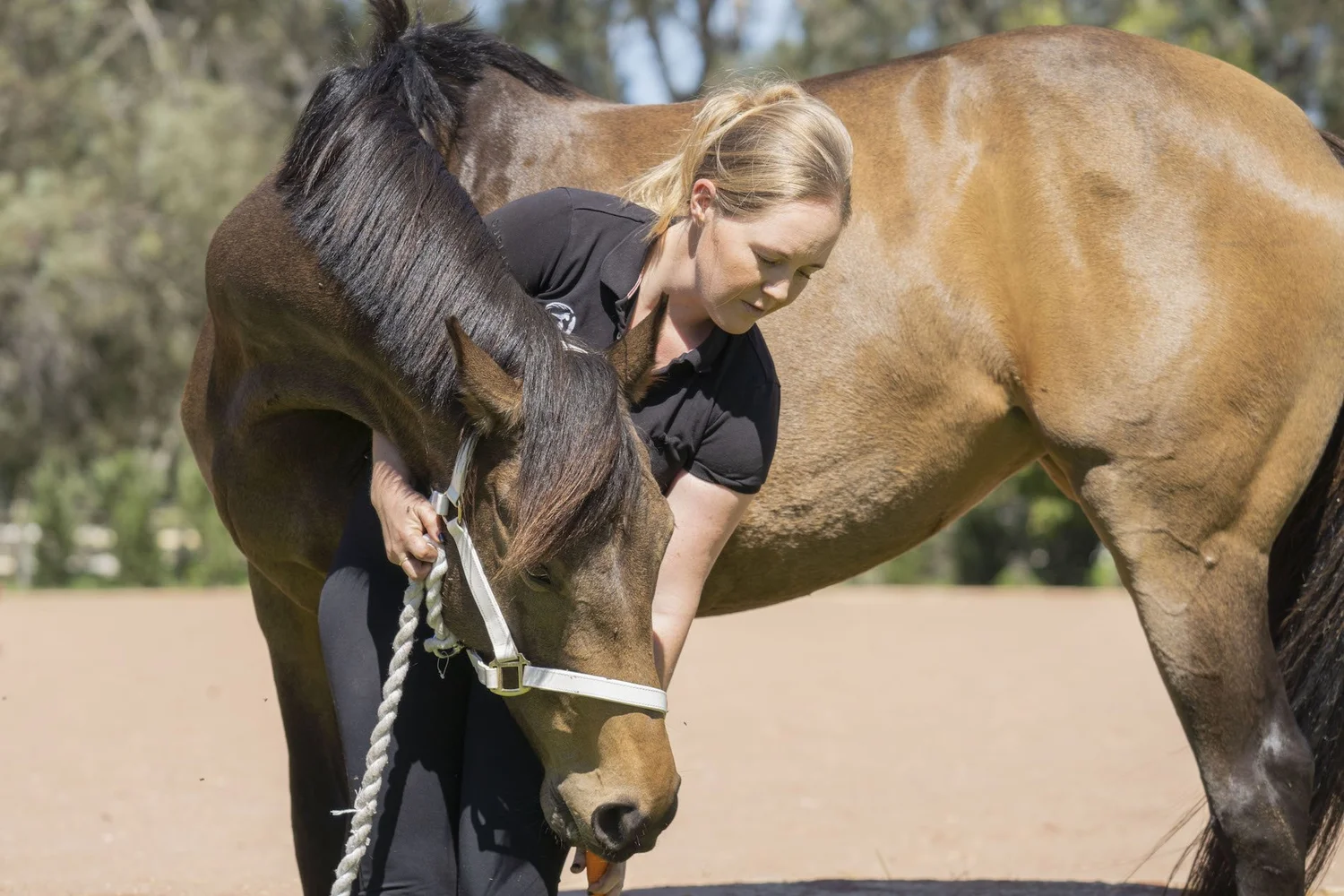 Physio for All | Physiotherapy for Humans, Horses & Dogs | Perth, WA