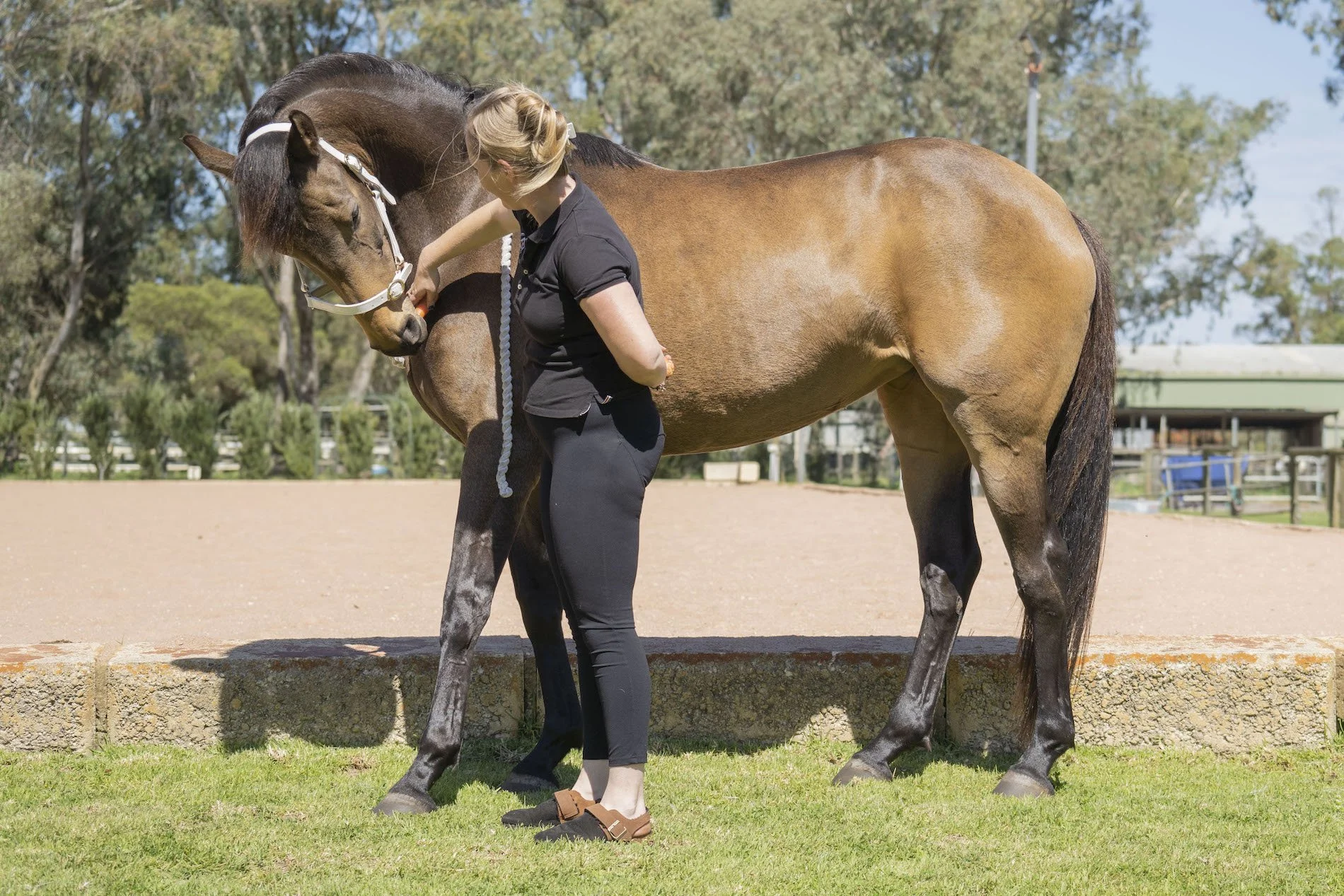 Equine Physiotherapy - Improving mobility & performance in horses ...