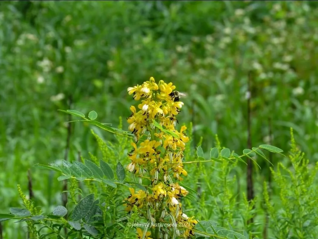 Senna Hebecarpa Seed Pods