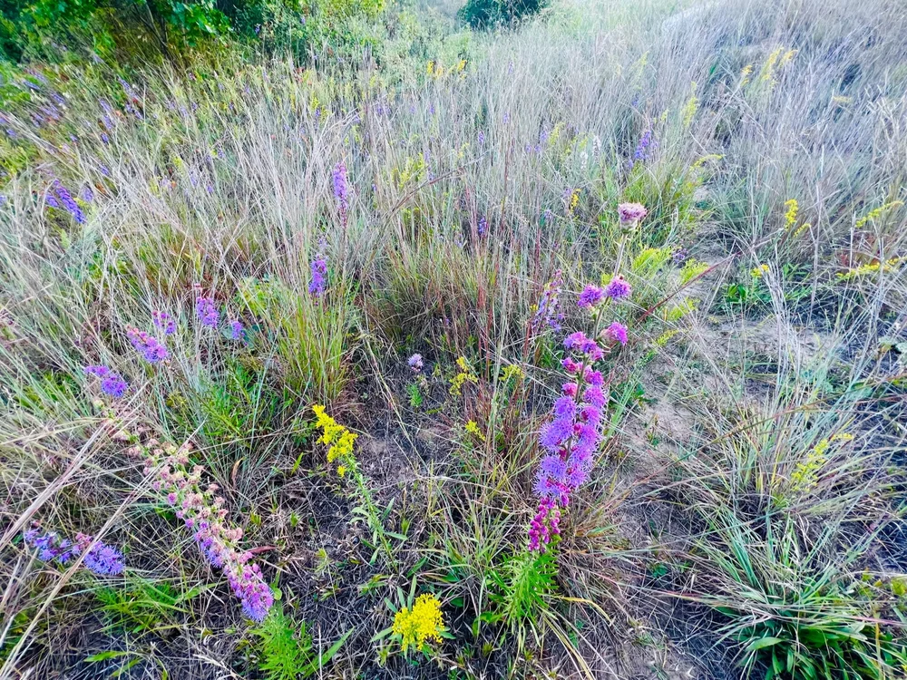 Wildflowers — Visit Miller Beach | Gary Indiana