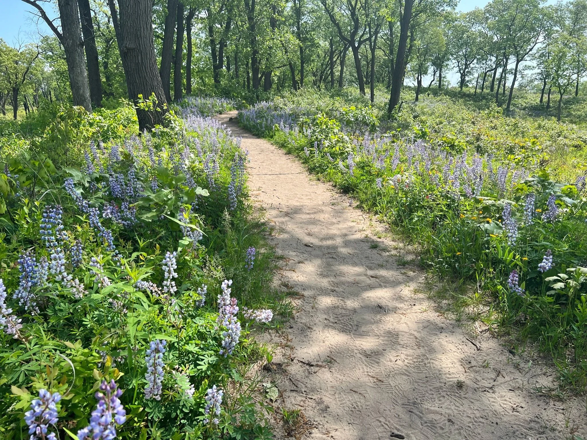 Trails — Visit Miller Beach | Gary Indiana