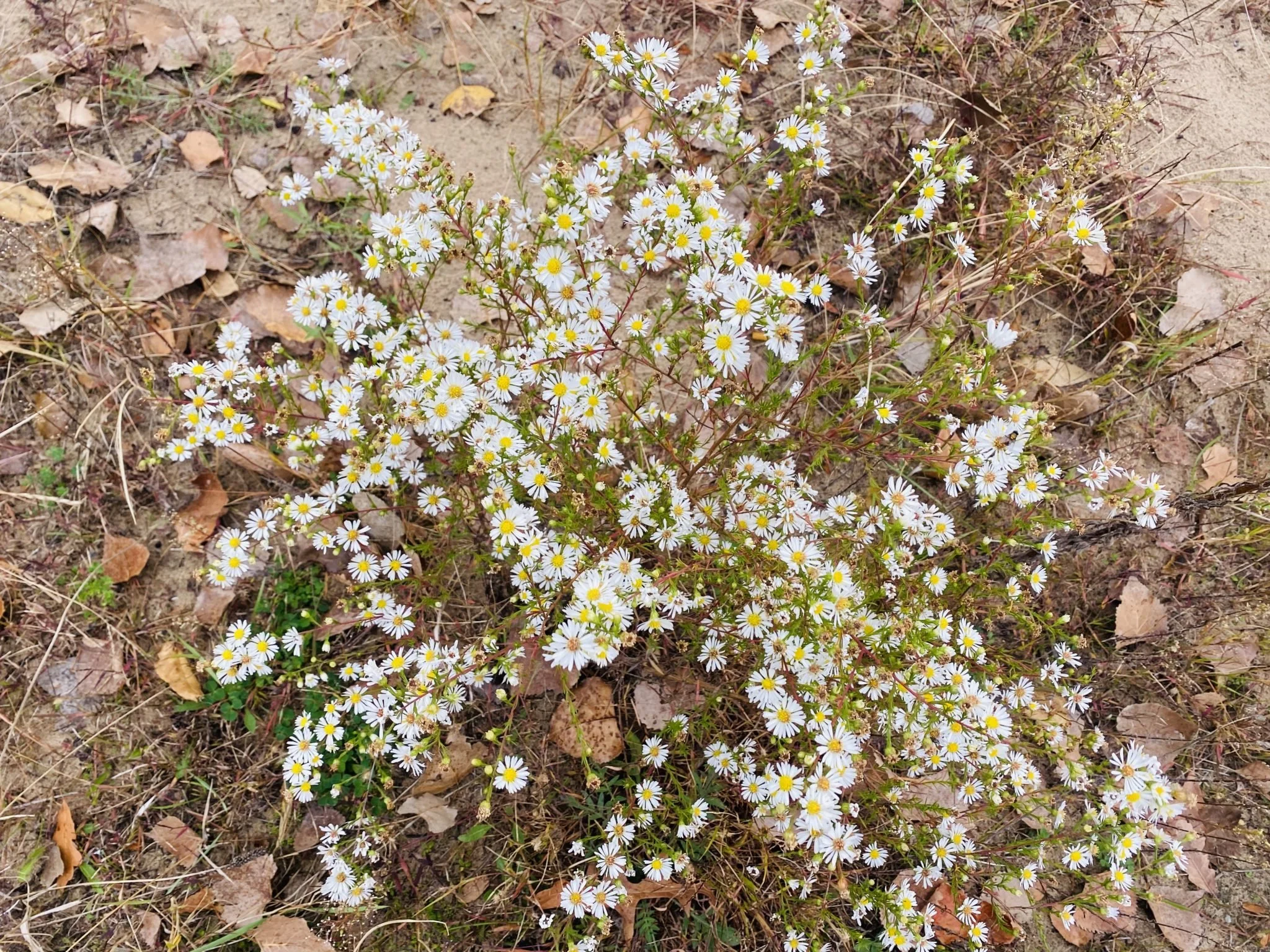 Wildflowers — Visit Miller Beach | Gary Indiana