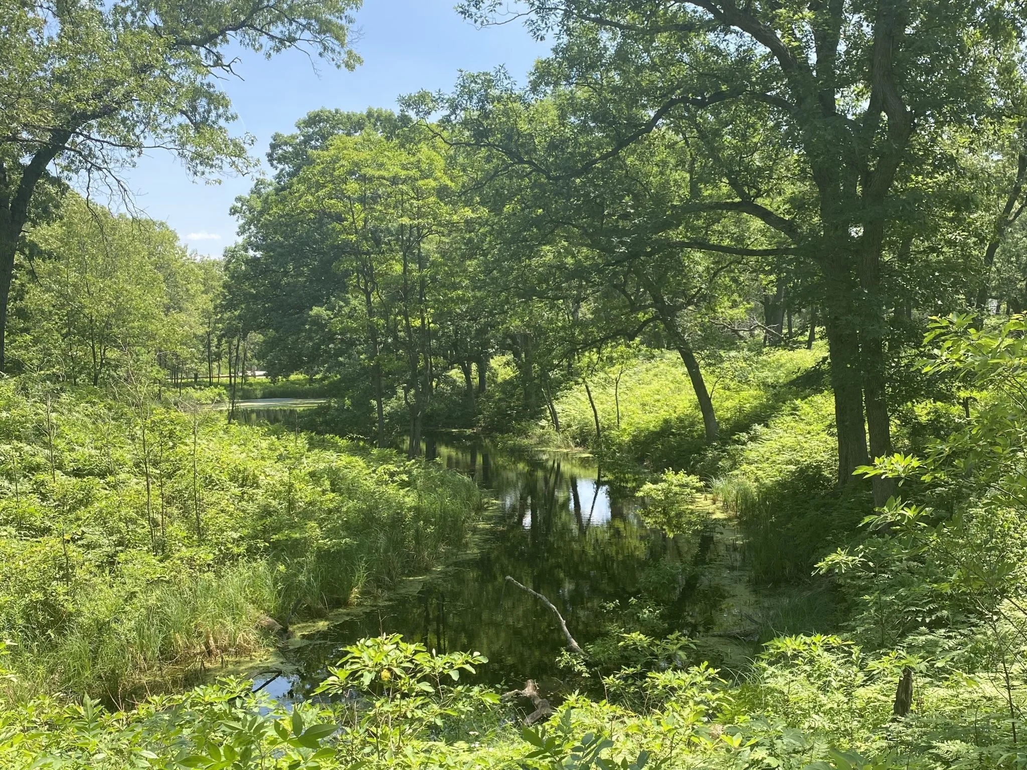 Wildflowers — Visit Miller Beach | Gary Indiana