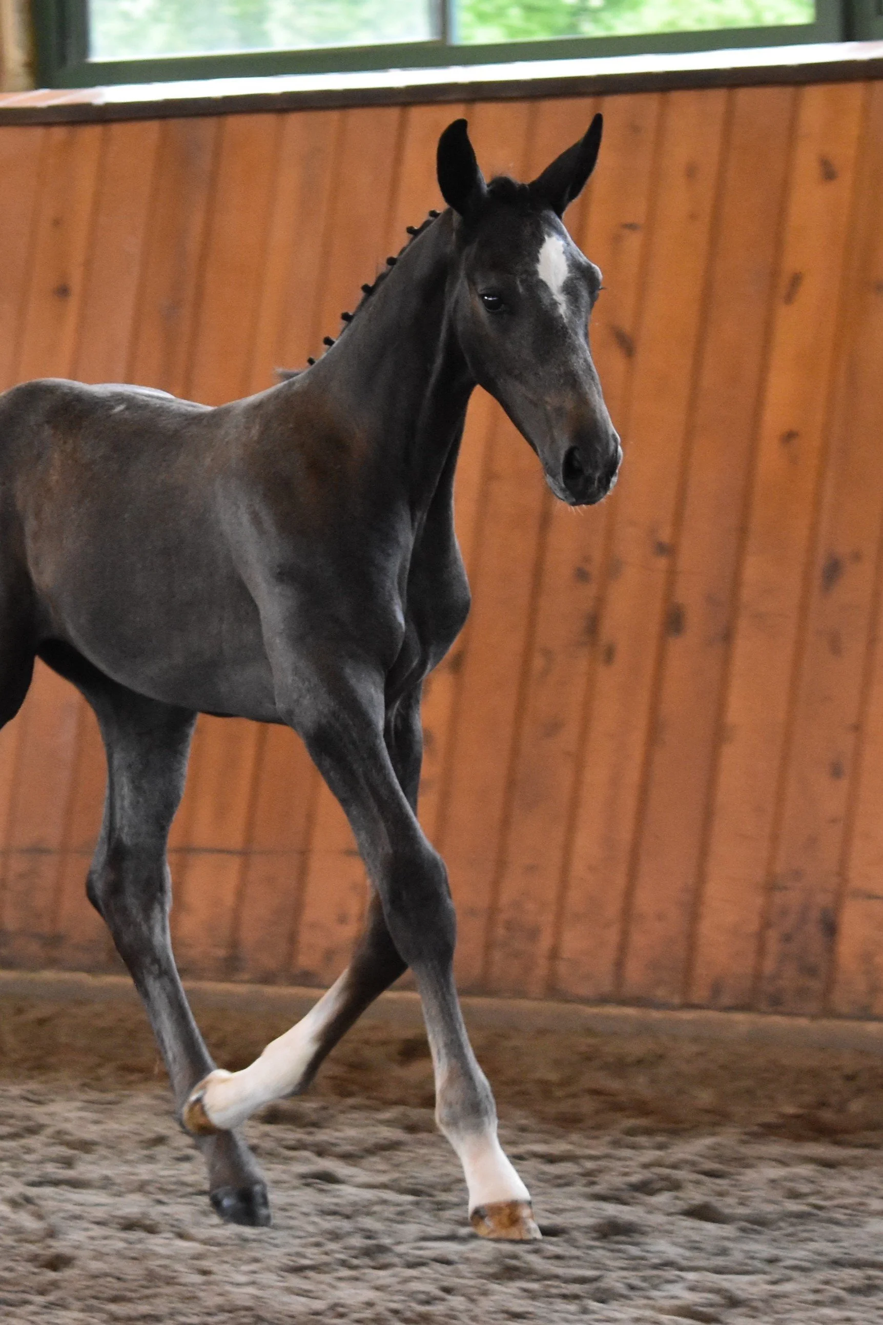 Valesco Sporthorses d'Avallon