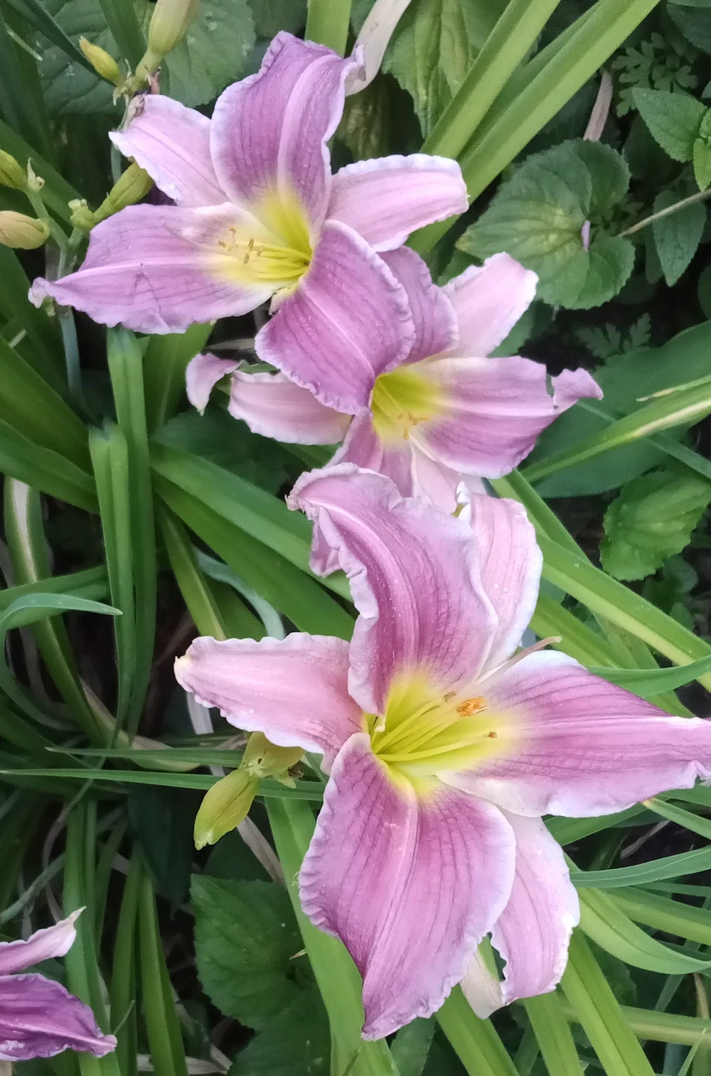 Officers & Chairpersons--Contact Us — Chicagoland Daylily Society