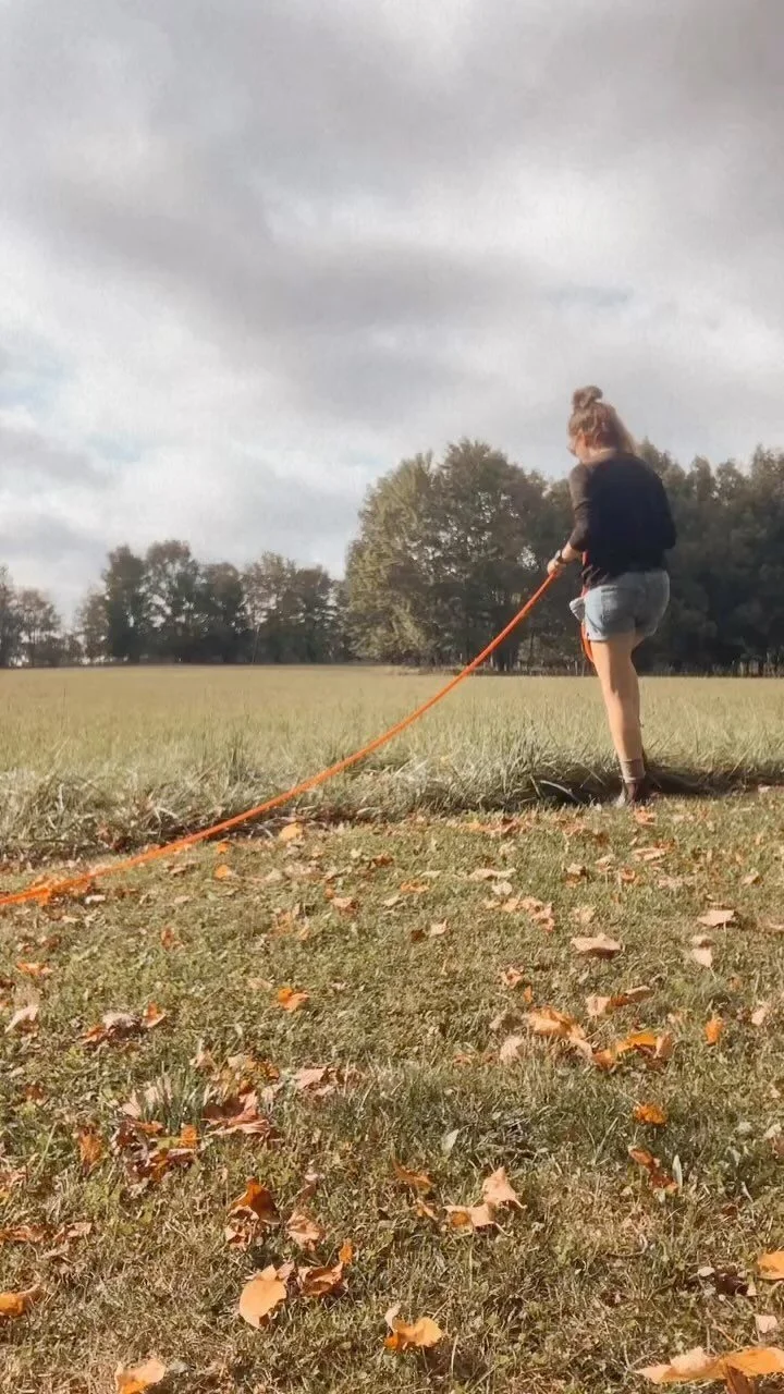 Dogged Pursuits: Dog Training & Behavior