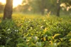 Our Story - California Tea Farm — Redwood Tea Estate