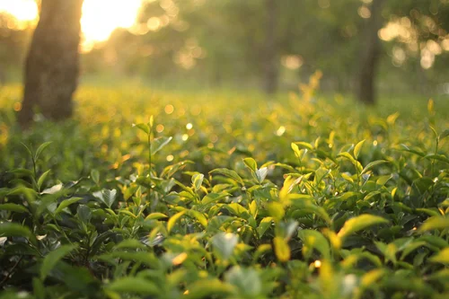 Our Story - California Tea Farm — Redwood Tea Estate