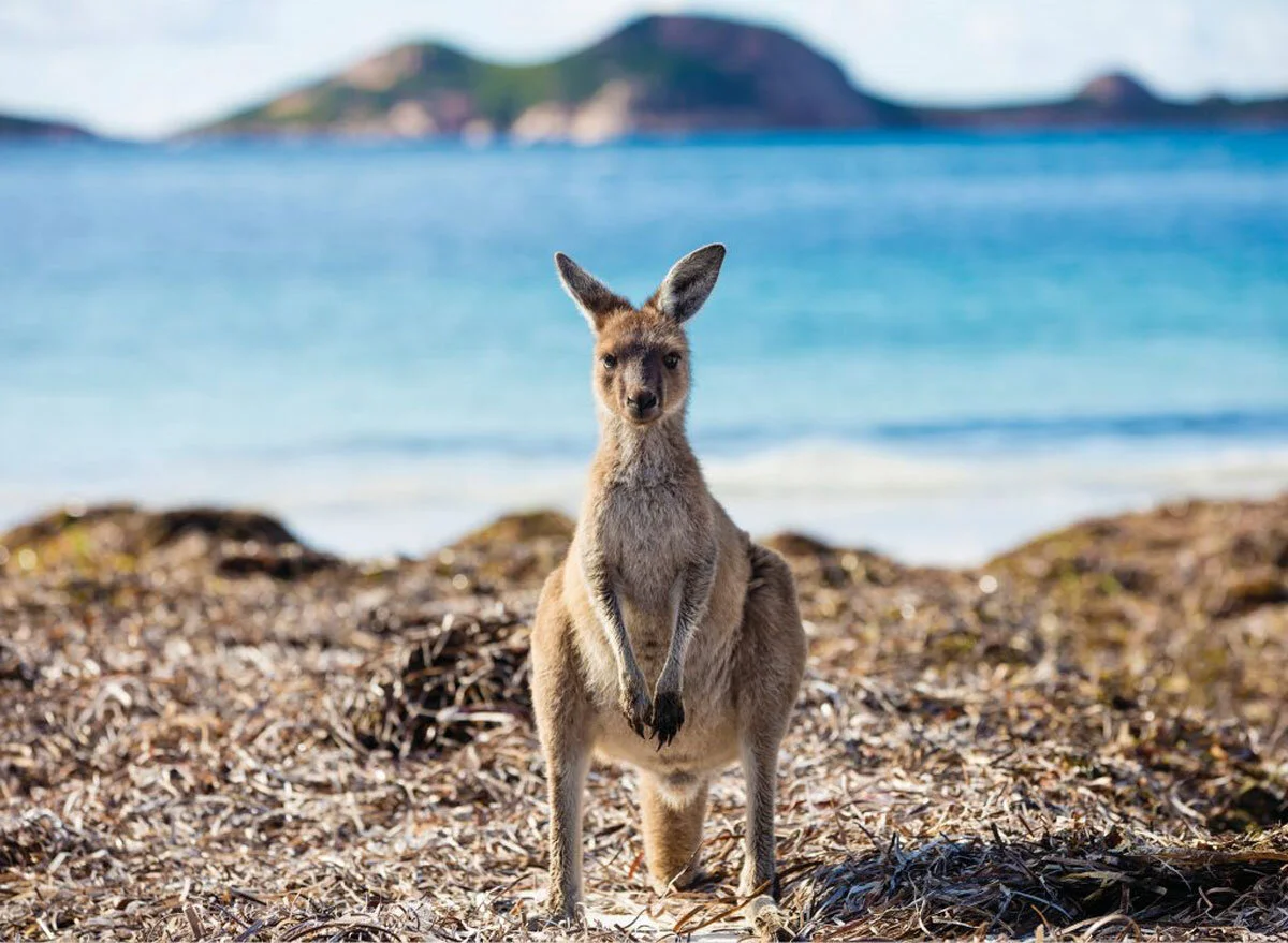 Le Grand Half Day 4x4 Beach Adventure — Tour Esperance