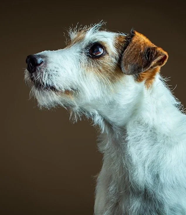 Mont Blanc Photography Fine Art Animal Portraits