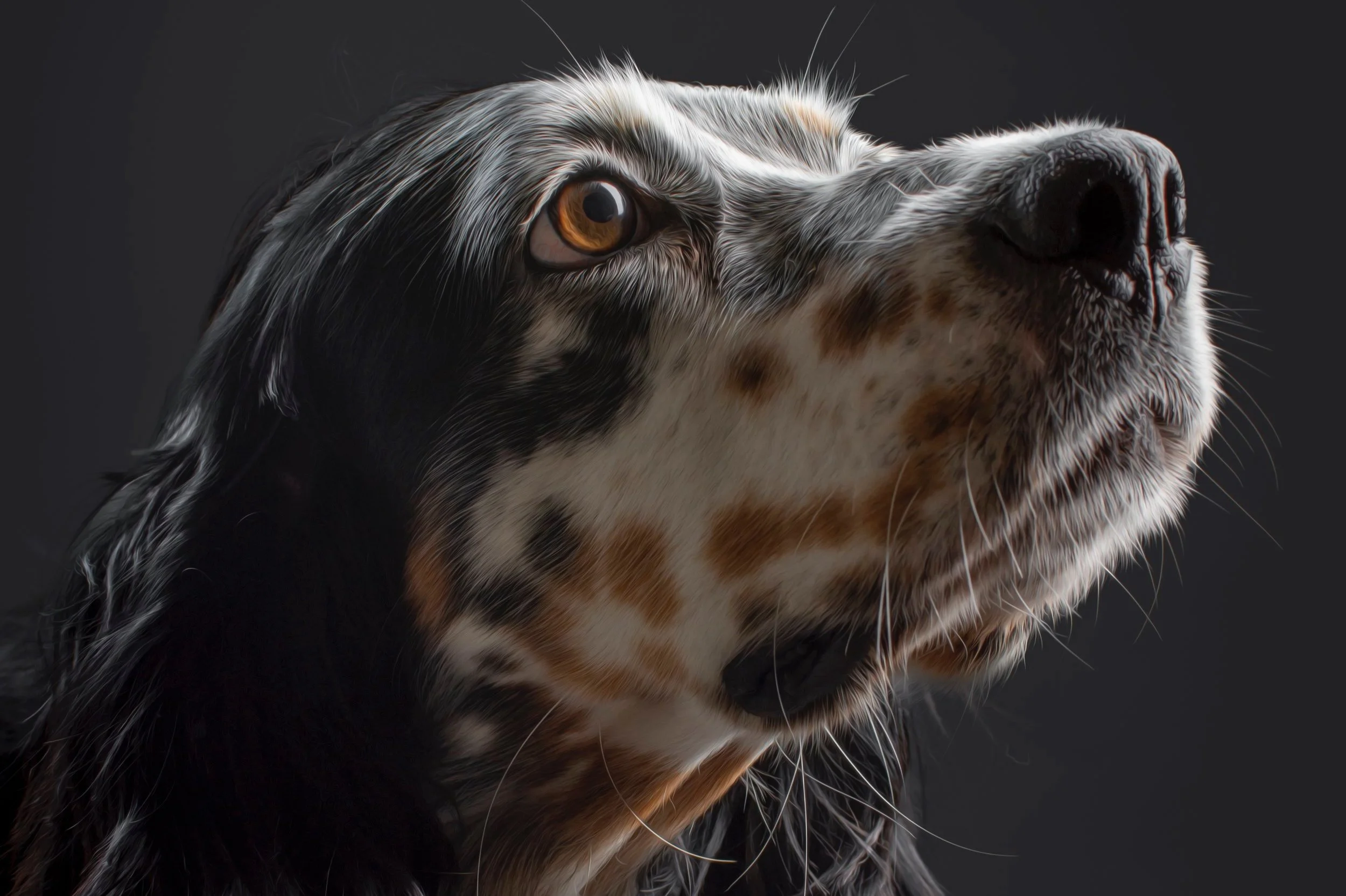Mont Blanc Photography Fine Art Animal Portraits