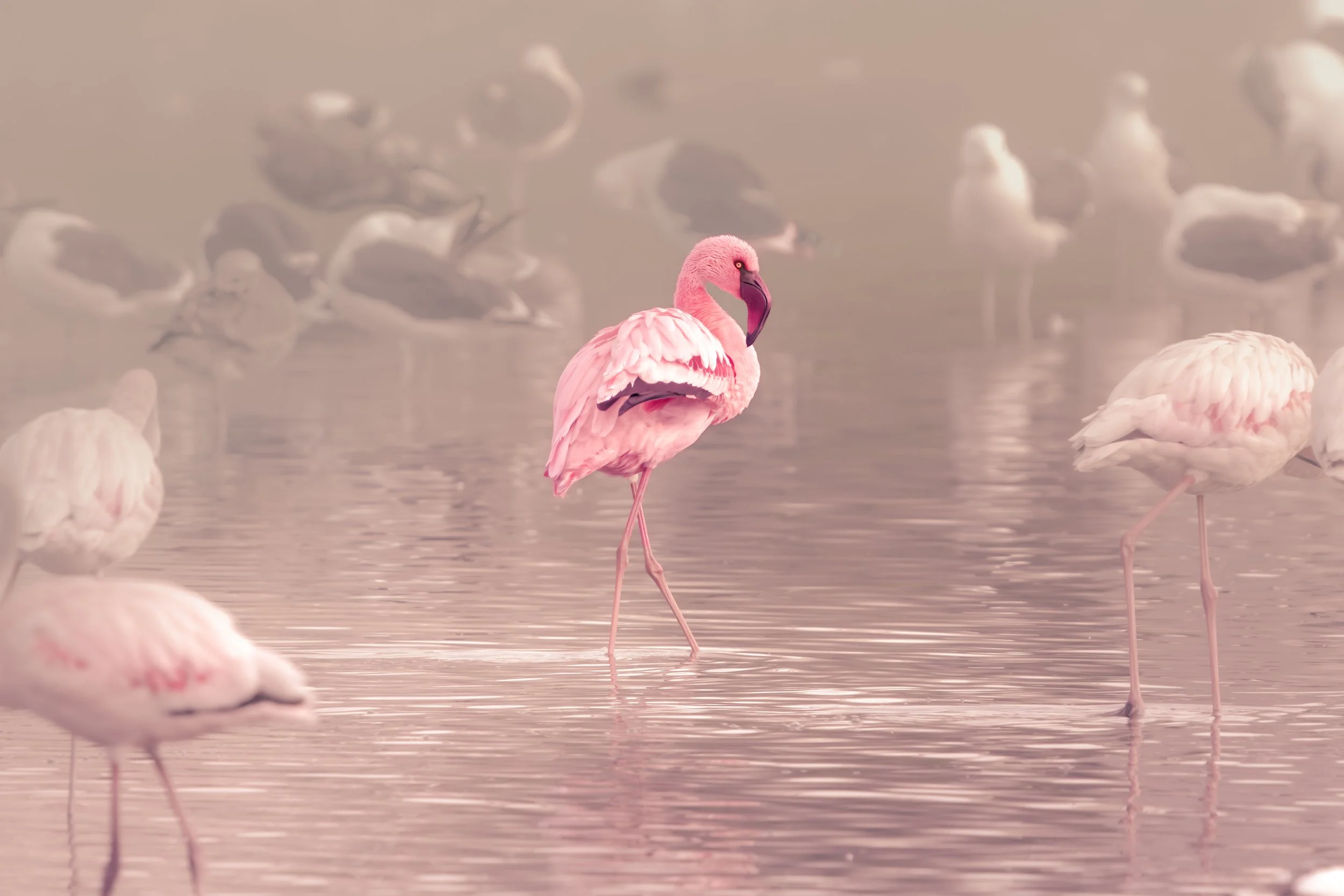 Adam Piotr Kossowski Photography | Fine Art Wildlife Photography ...