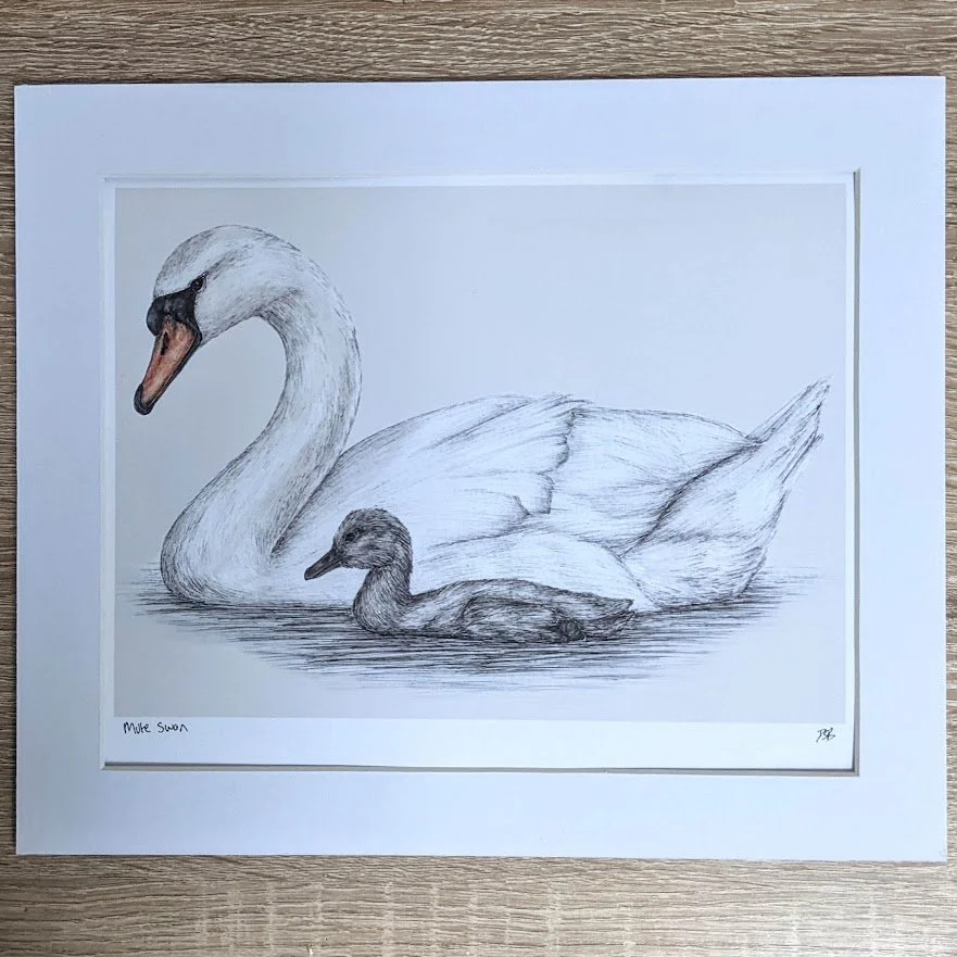 Mute Swan Painting