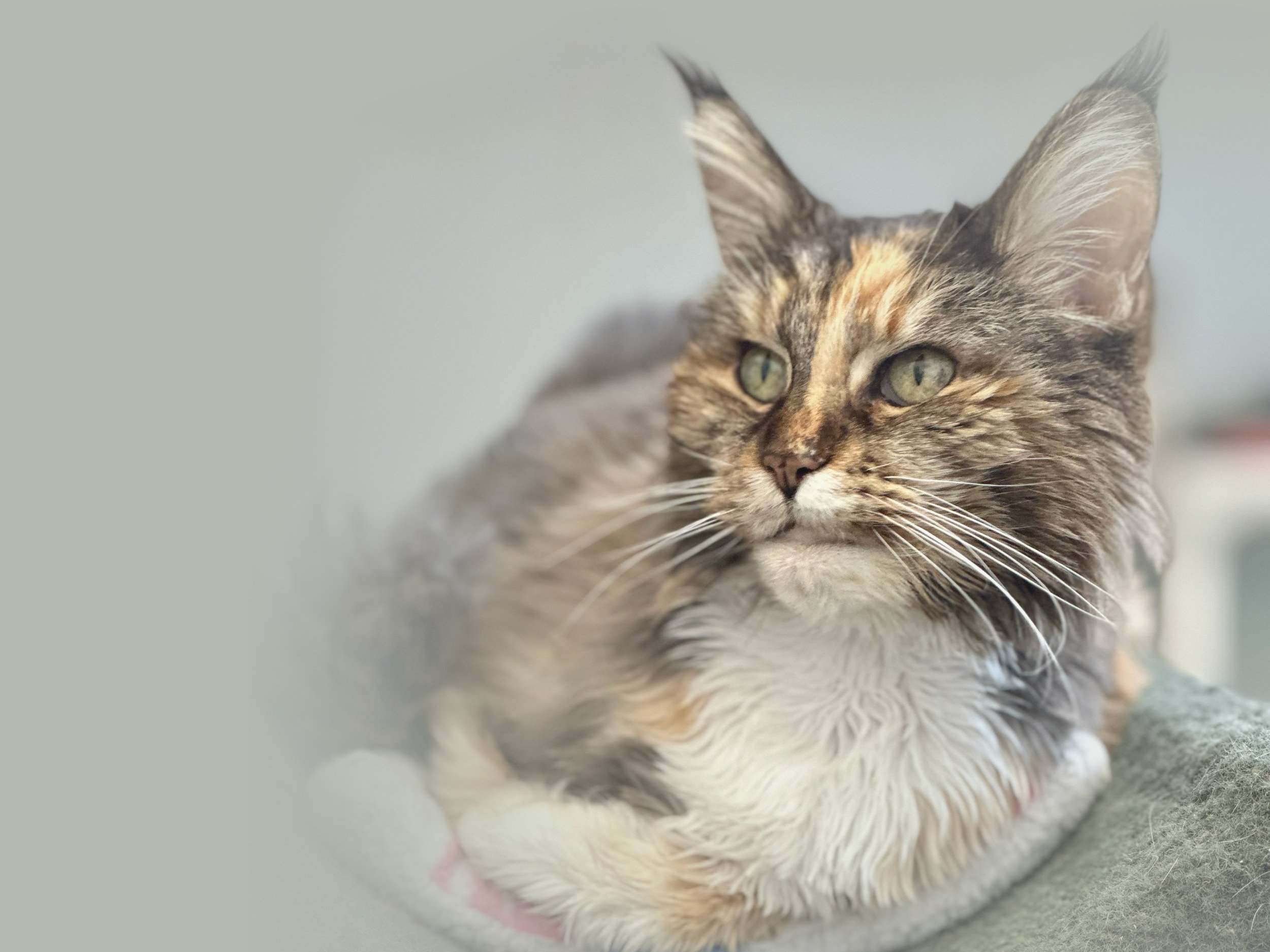 HART of Maine - Adoption Center & Shelter for Cats