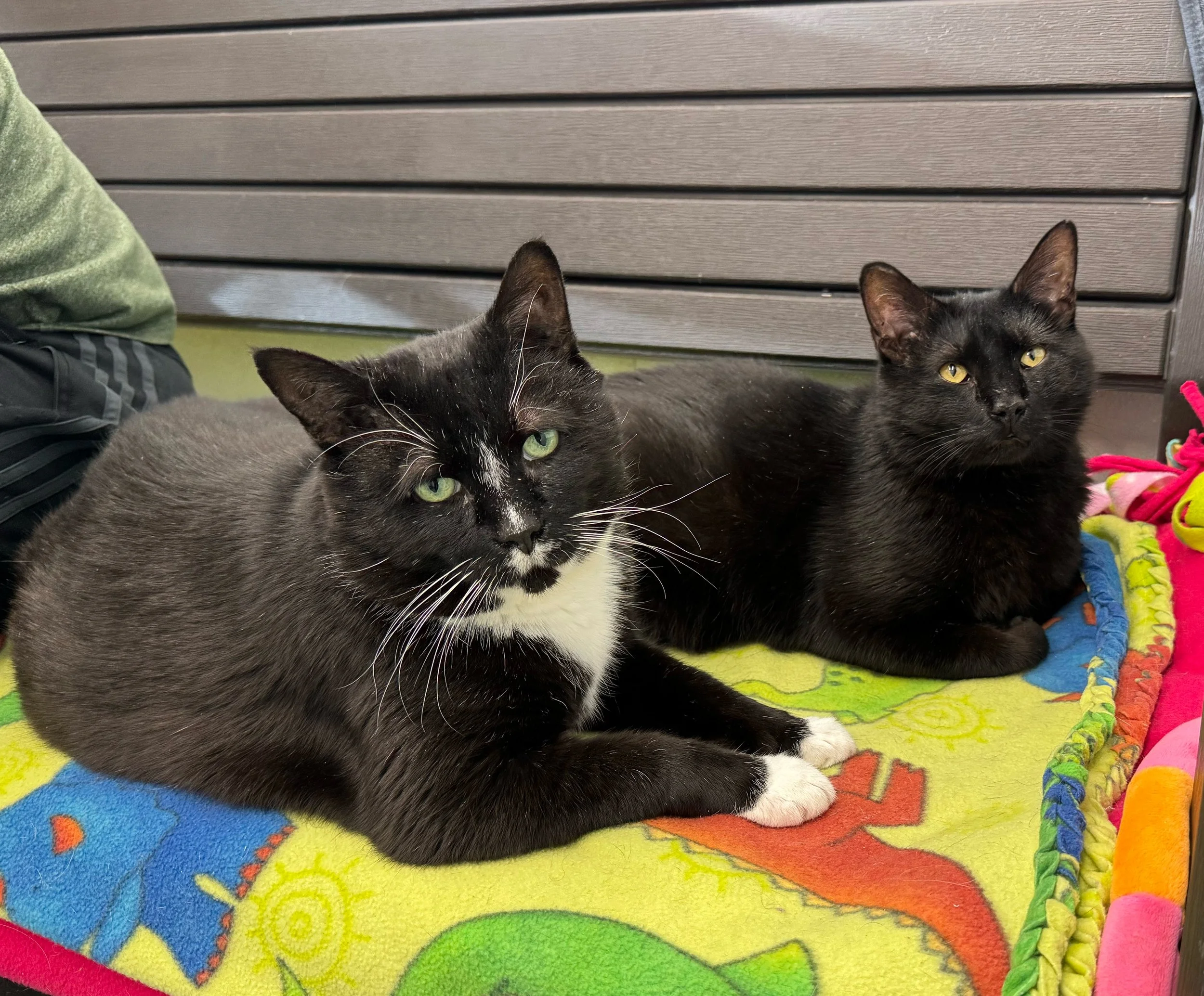 HART of Maine - Adoption Center & Shelter for Cats