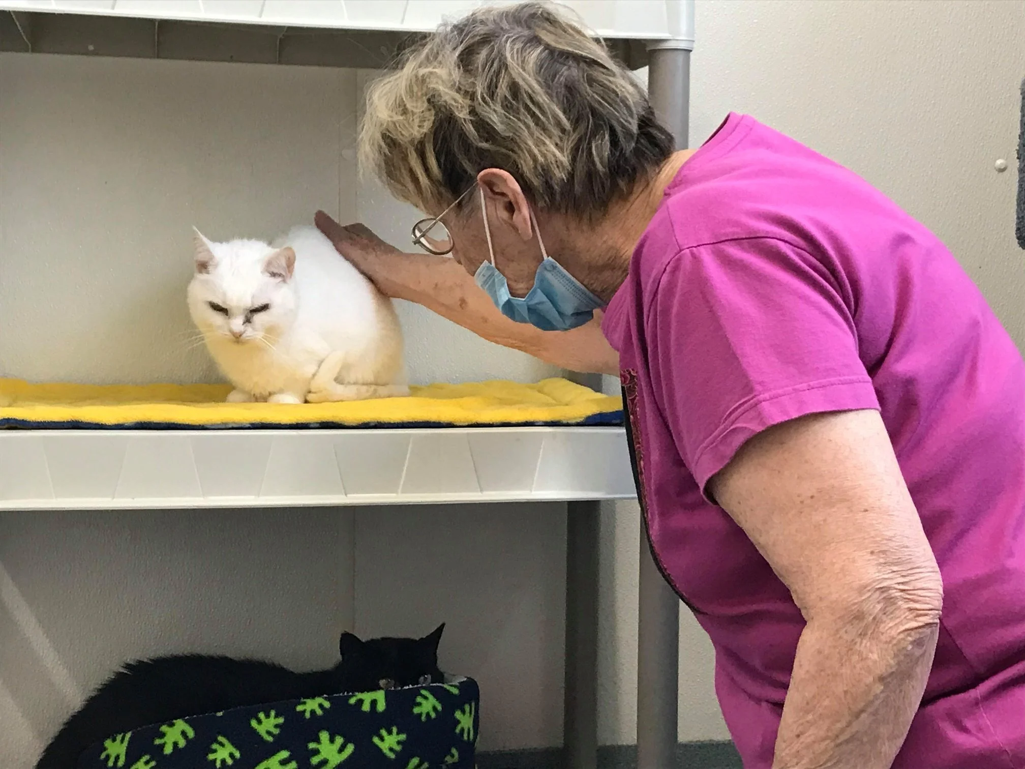 Programs — HART of Maine - Adoption Center & Shelter for Cats