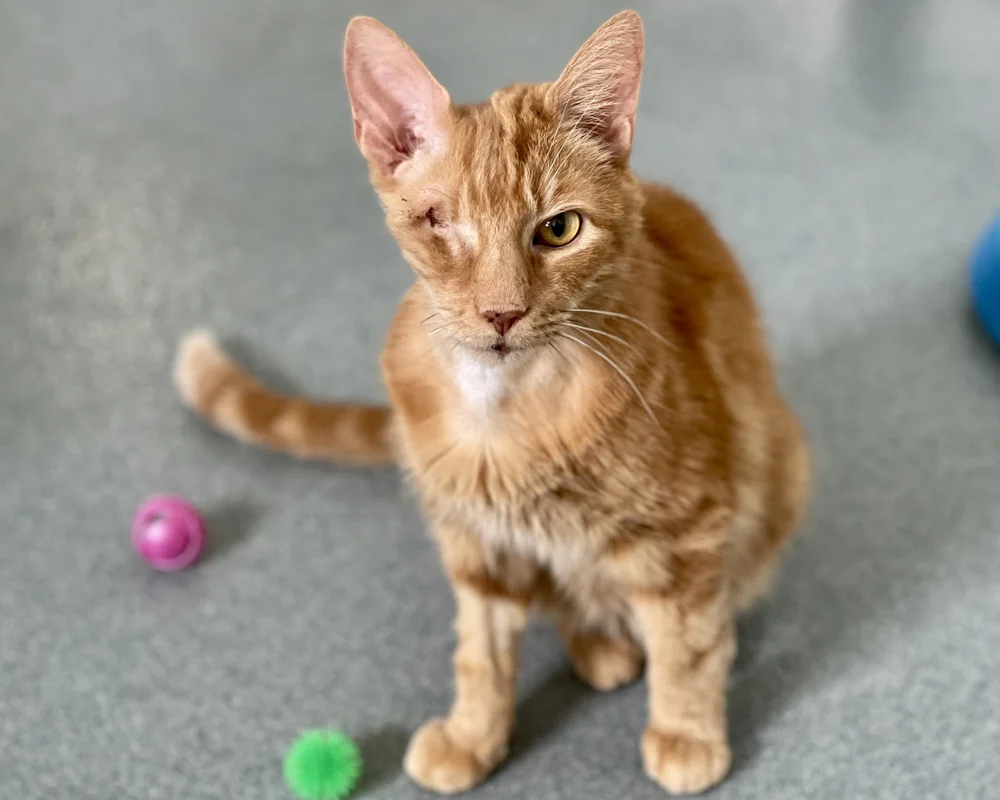 Cat Sponsorships — HART of Maine - Adoption Center & Shelter for Cats