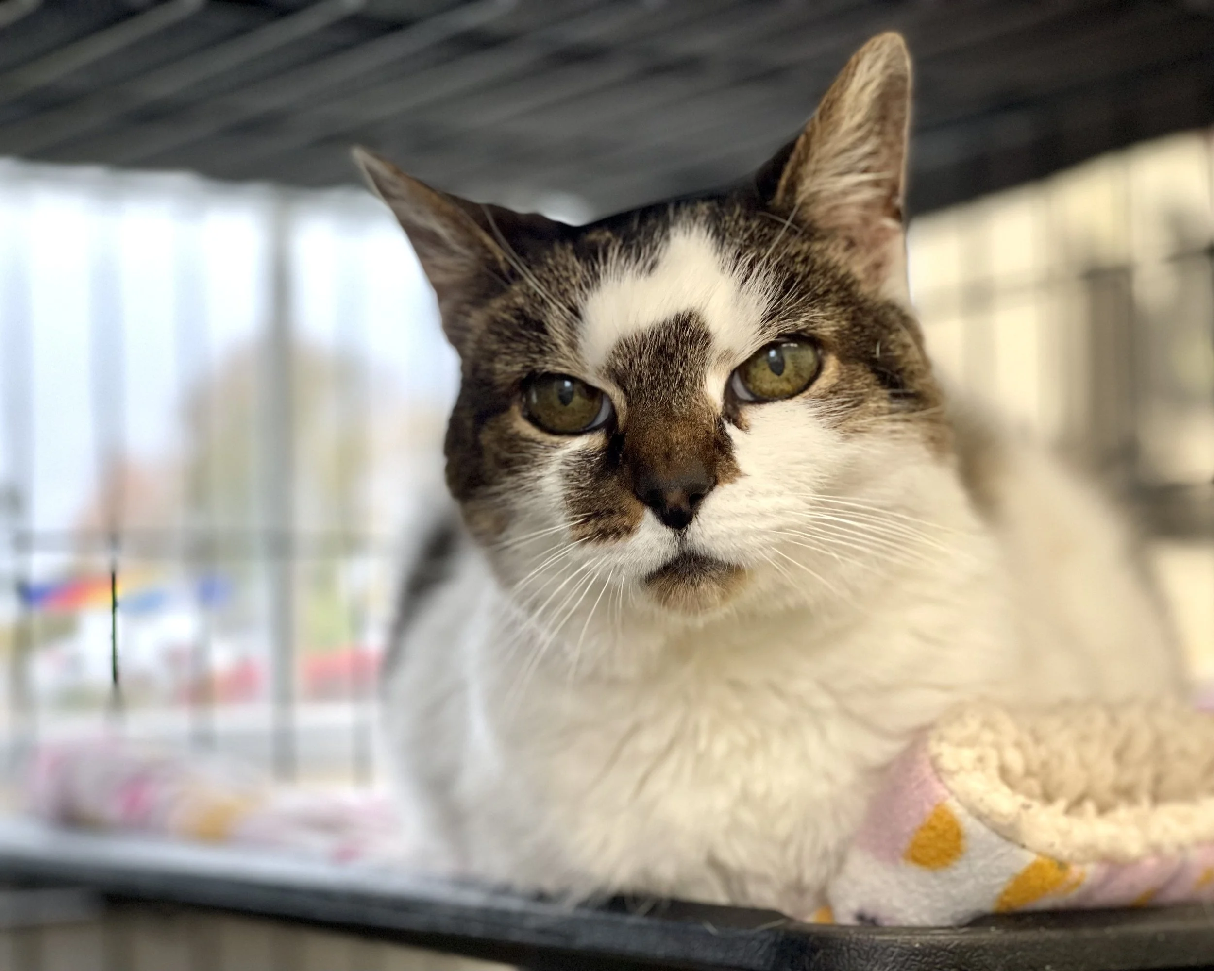 Senior Cat Sponsorship — HART of Maine - Adoption Center & Shelter for Cats