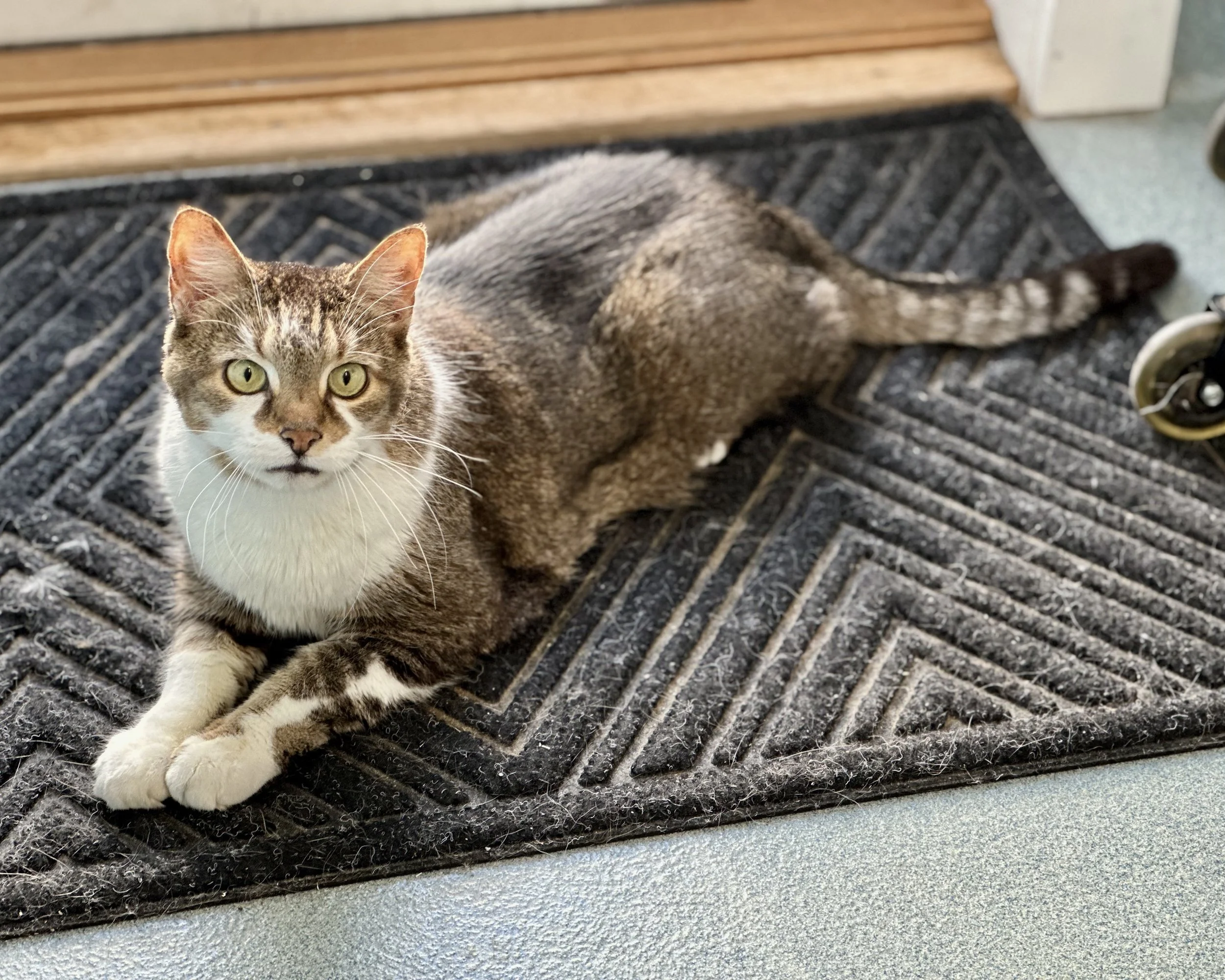 Shop — HART of Maine - Adoption Center & Shelter for Cats