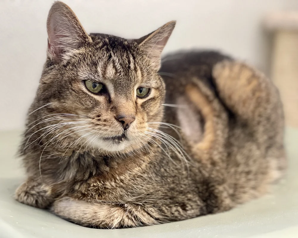Senior Cat Sponsorship — HART of Maine - Adoption Center & Shelter for Cats