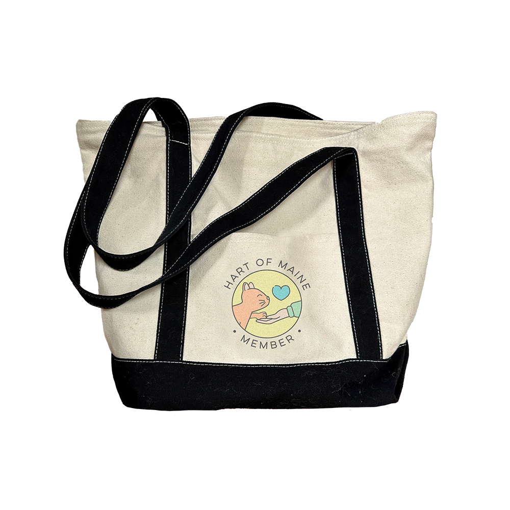 Senior Cat Sponsorship — HART of Maine - Adoption Center & Shelter for Cats