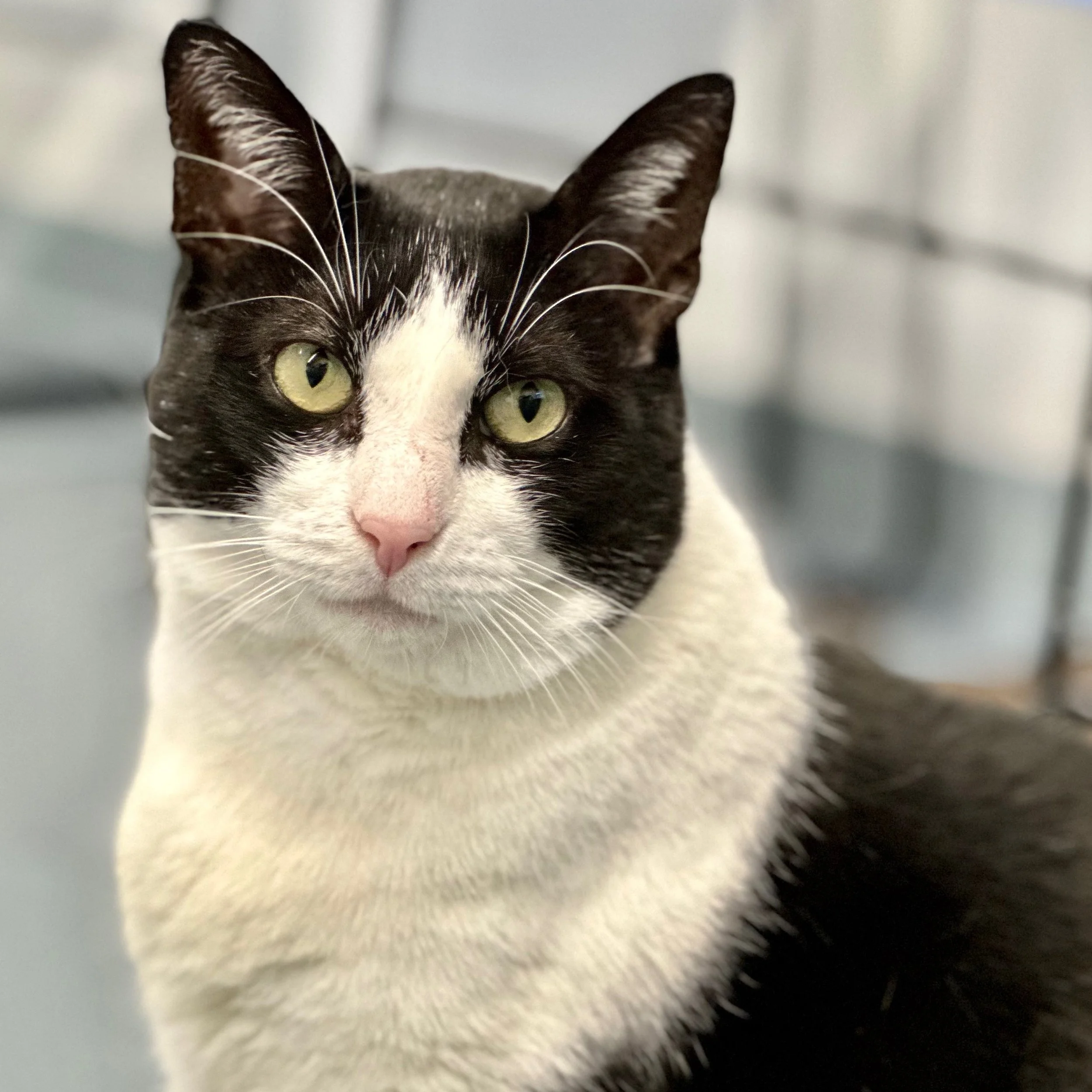 Meet Toby | HART of Maine Adoption Center & Shelter for Cats ...