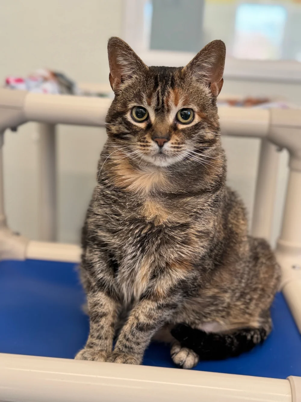 Animal Shelter Cat Tail Kitties Rescue Cat Sponsorship (One-Time ...