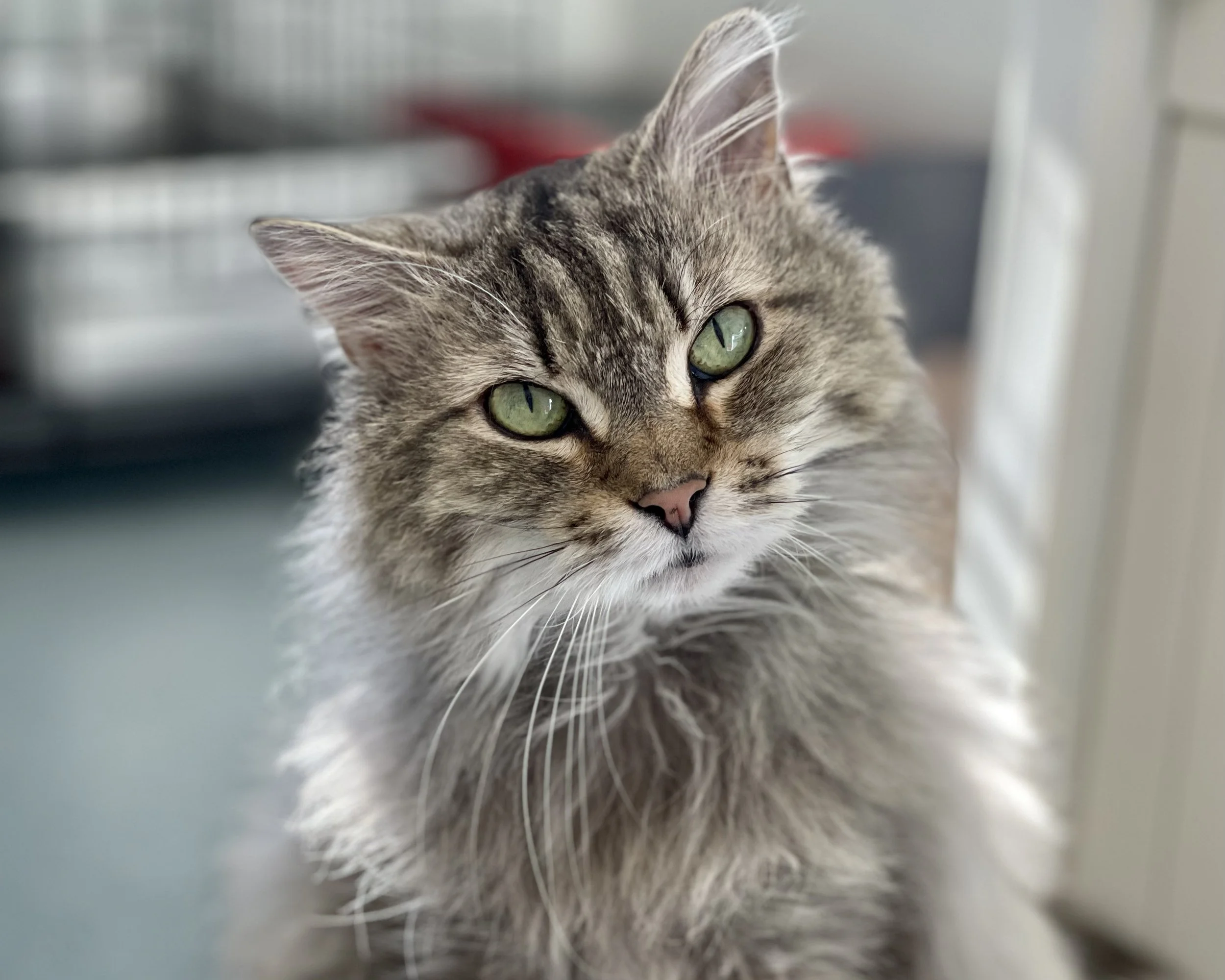 HART of Maine - Adoption Center & Shelter for Cats