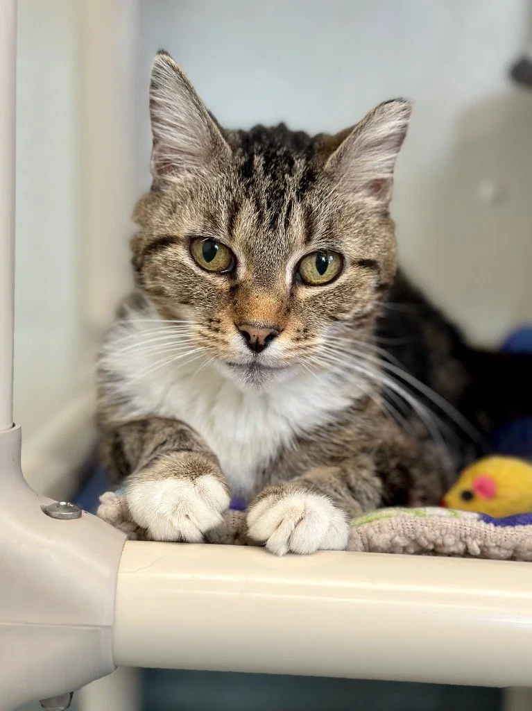 Cat Sponsorships — HART of Maine - Adoption Center & Shelter for Cats
