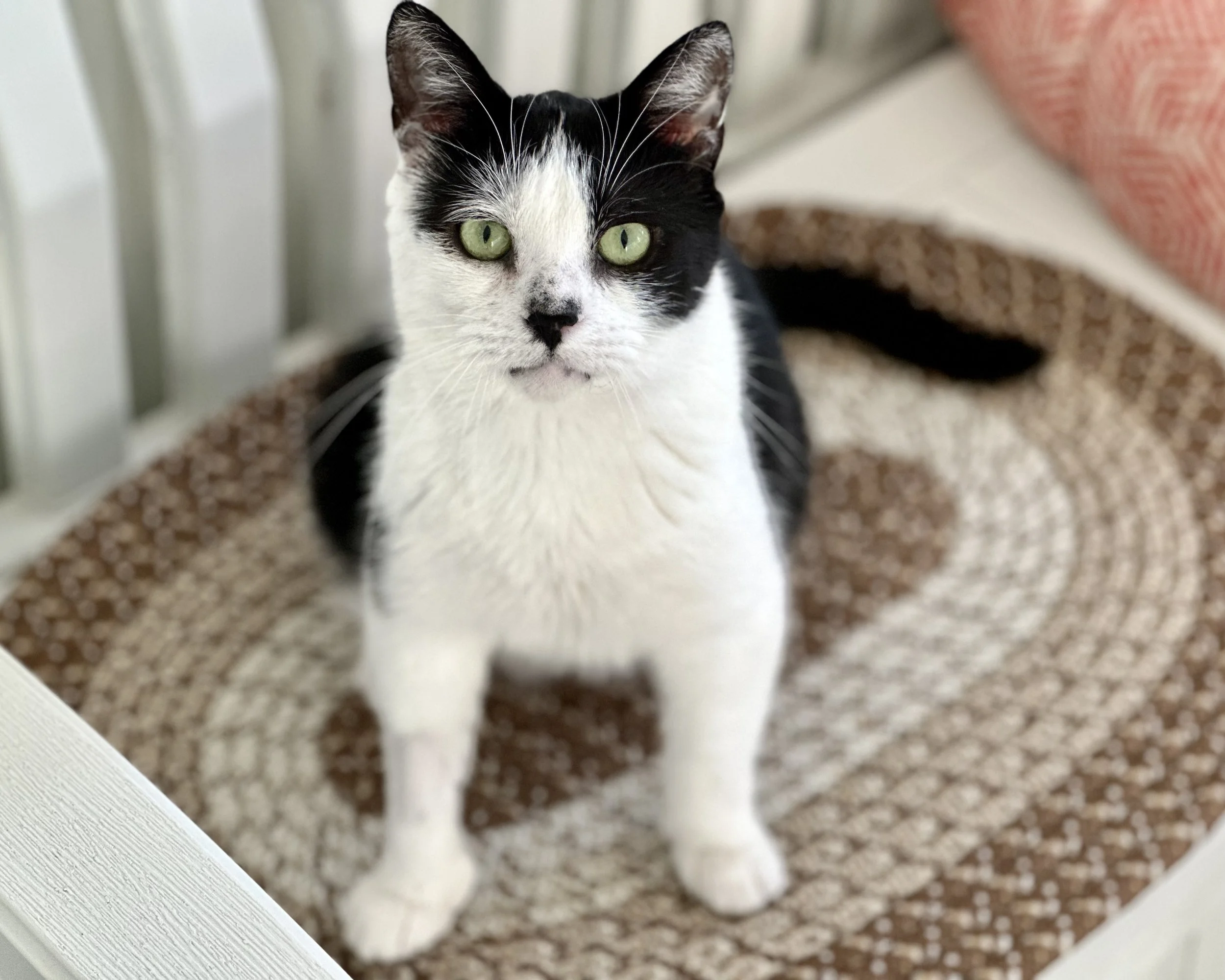 Shop — HART of Maine - Adoption Center & Shelter for Cats