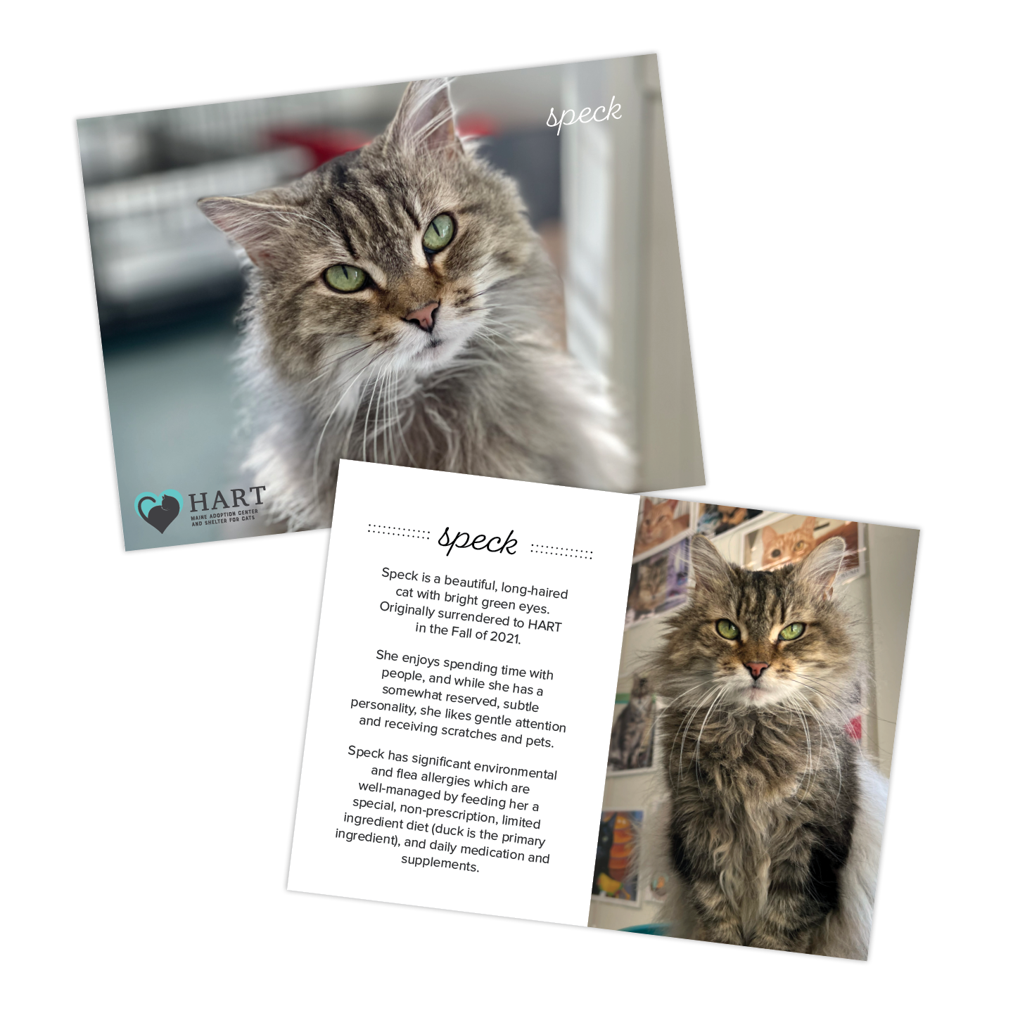 HART of Maine - Adoption Center & Shelter for Cats