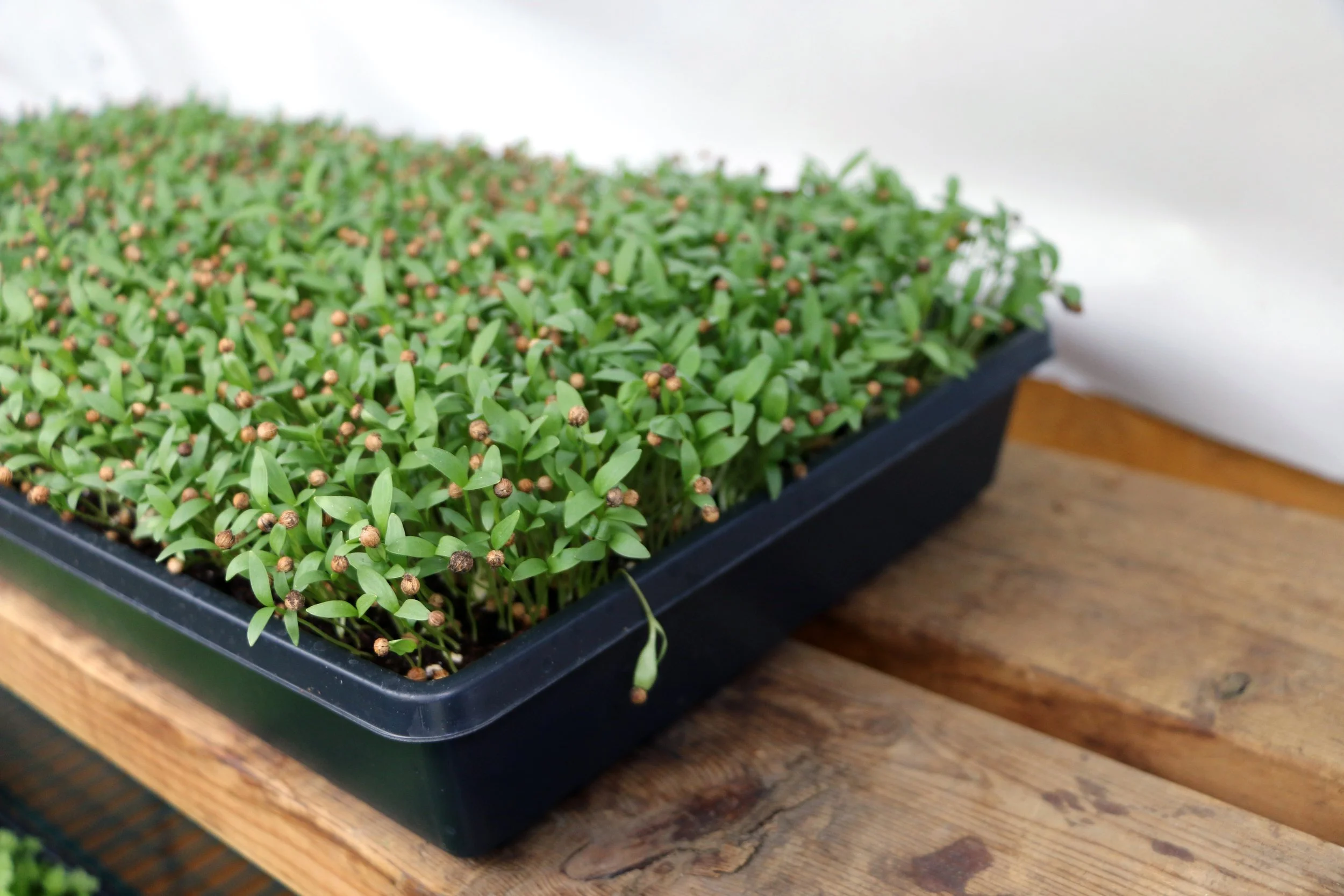 WaterFarmers — Microgreen Container Greenhouse