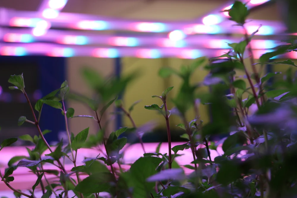 WaterFarmers — Aquaponics Exhibit