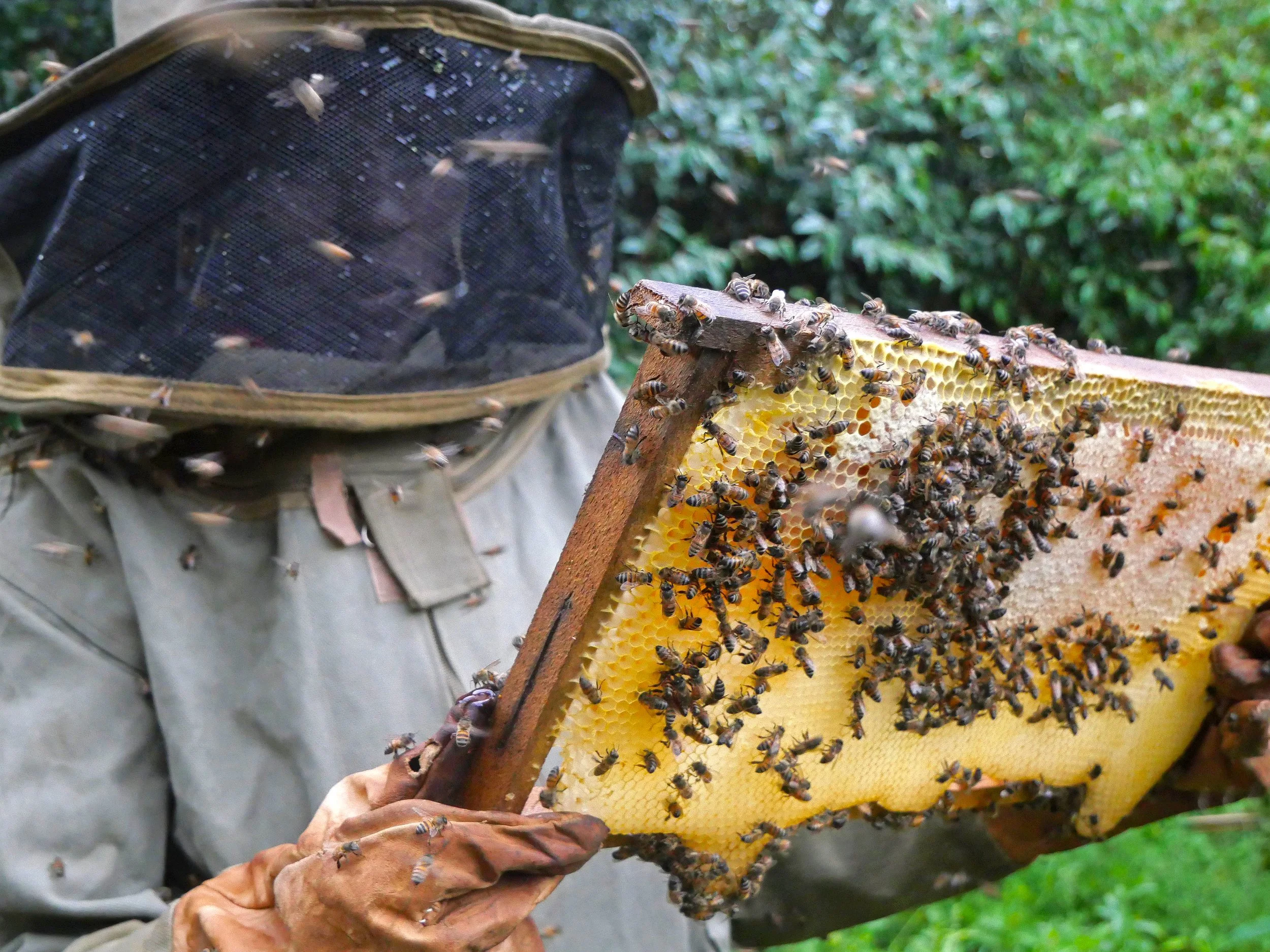 Shop — East Africa Honey Traders