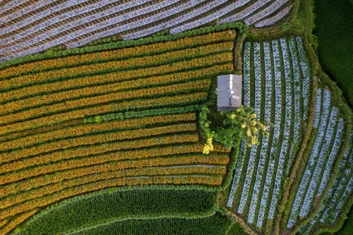 How Does Crop Rotation Help With Pest Control? — RYNAN Agriculture