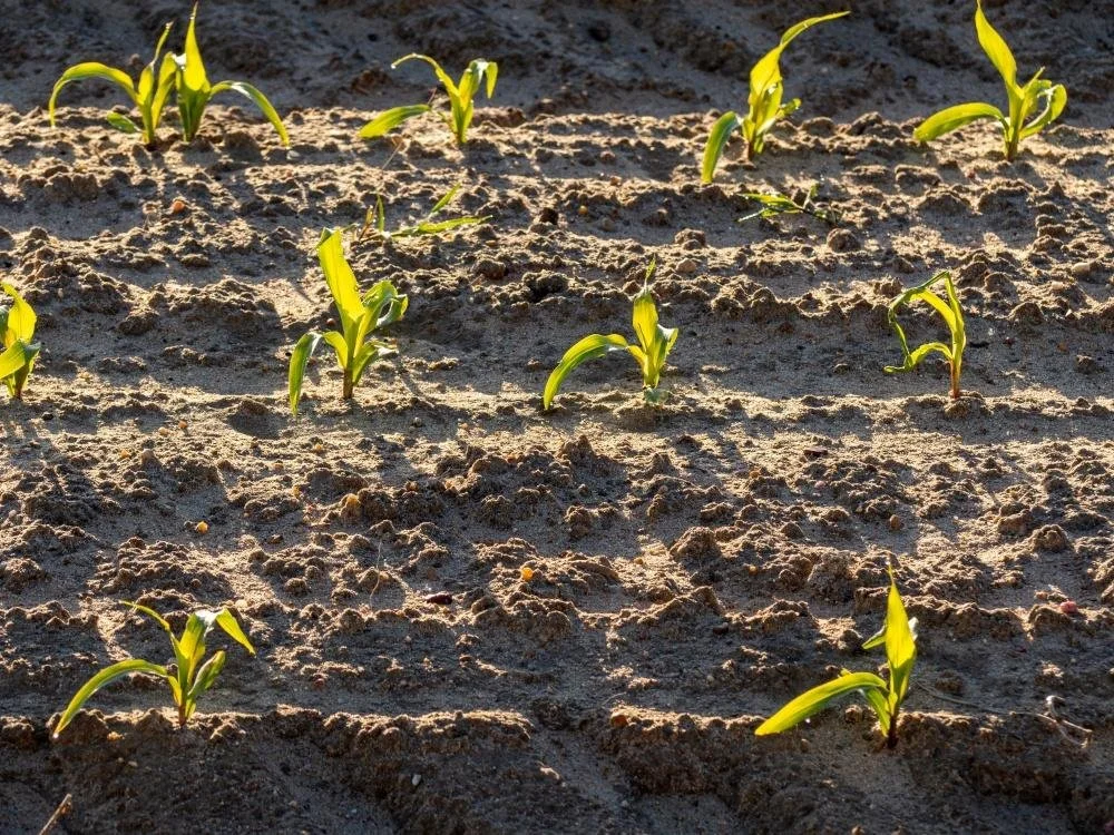Benefits of Drought-Resistant Crops — RYNAN Agriculture