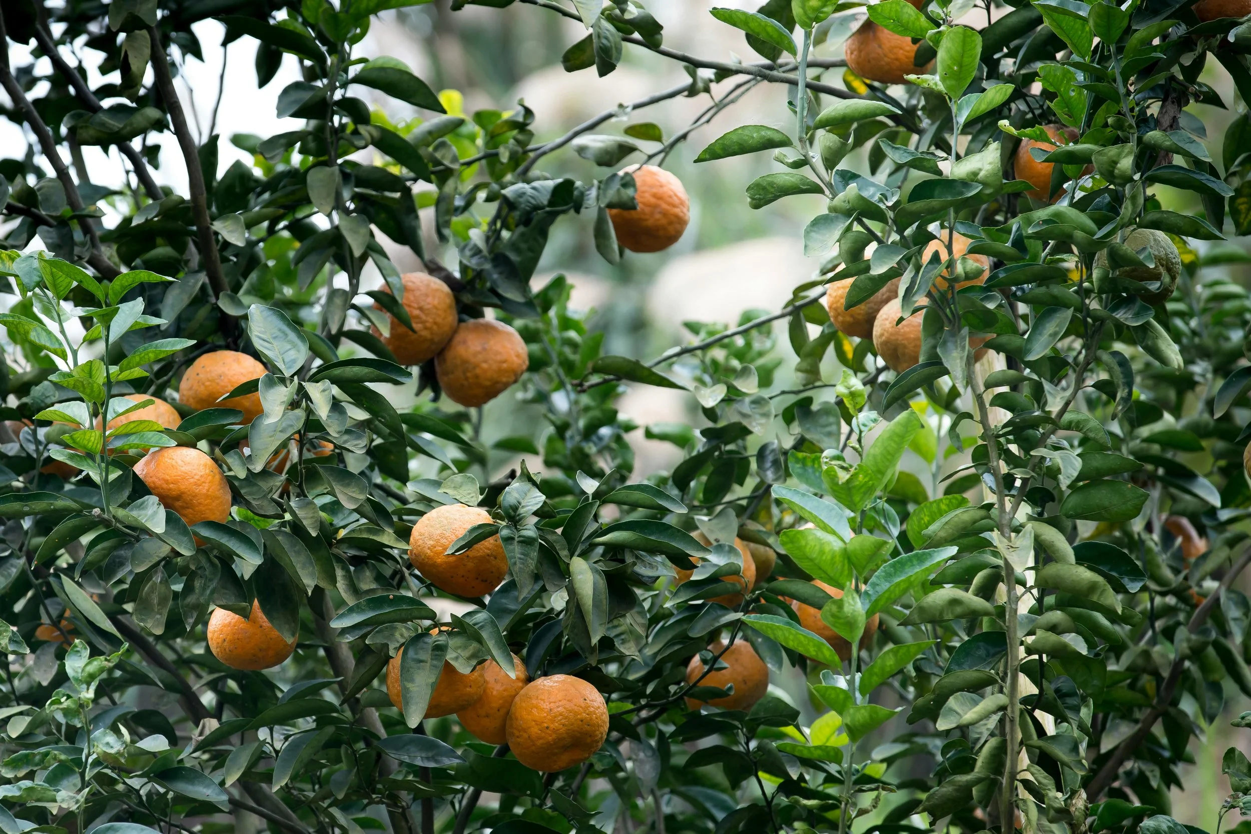 Automated Pest & Insect Monitoring System — RYNAN Agriculture