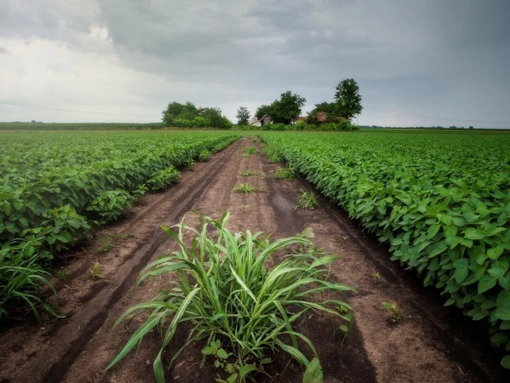 Benefits of Drought-Resistant Crops — RYNAN Agriculture