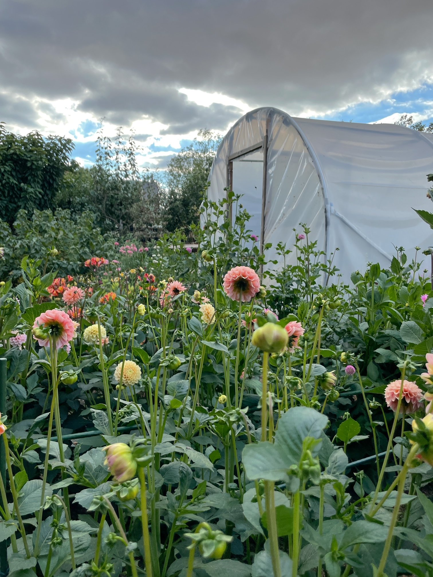 Tales of the Flower Patch — The Petal Girl