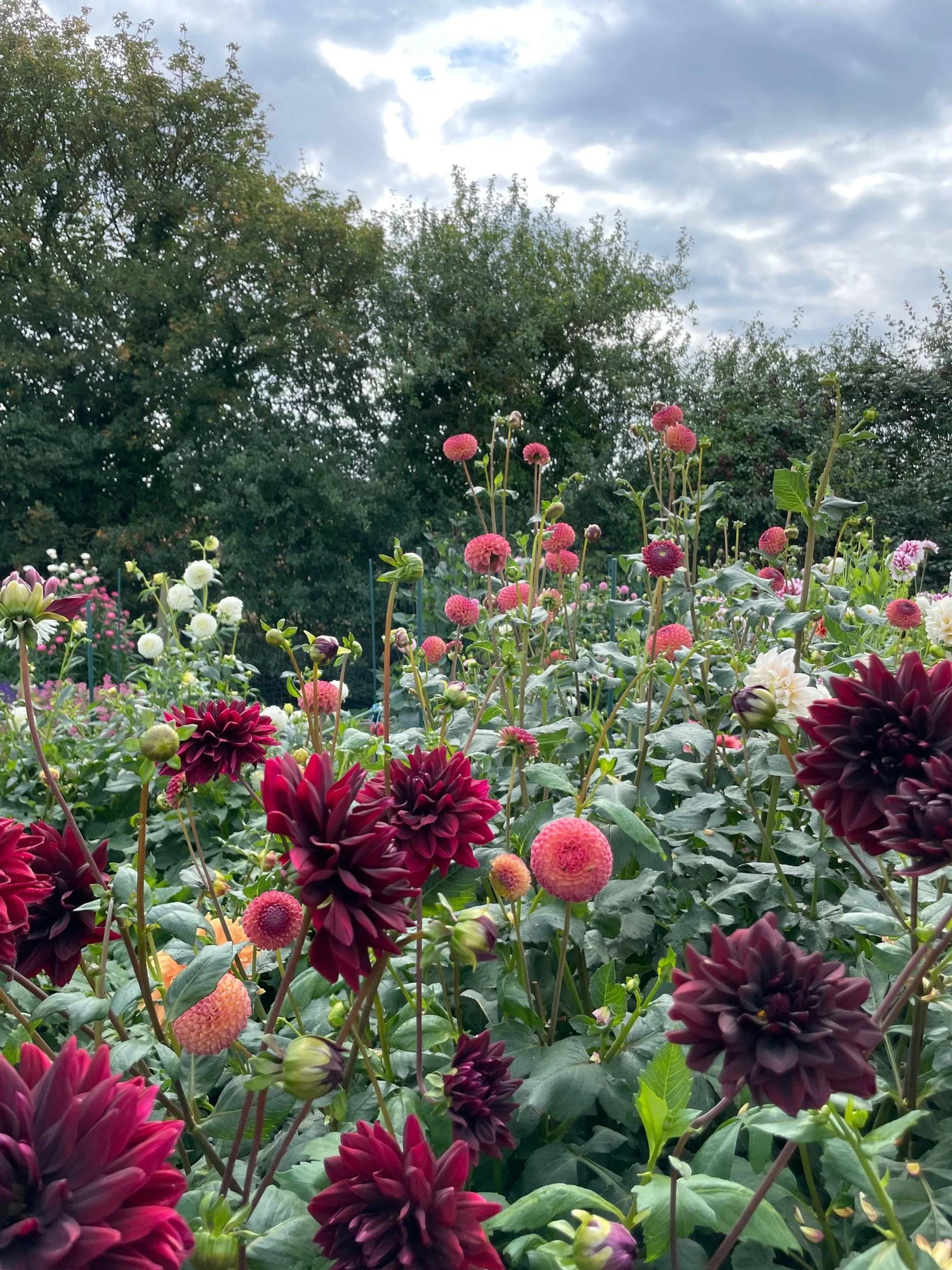 Tales of the Flower Patch — The Petal Girl