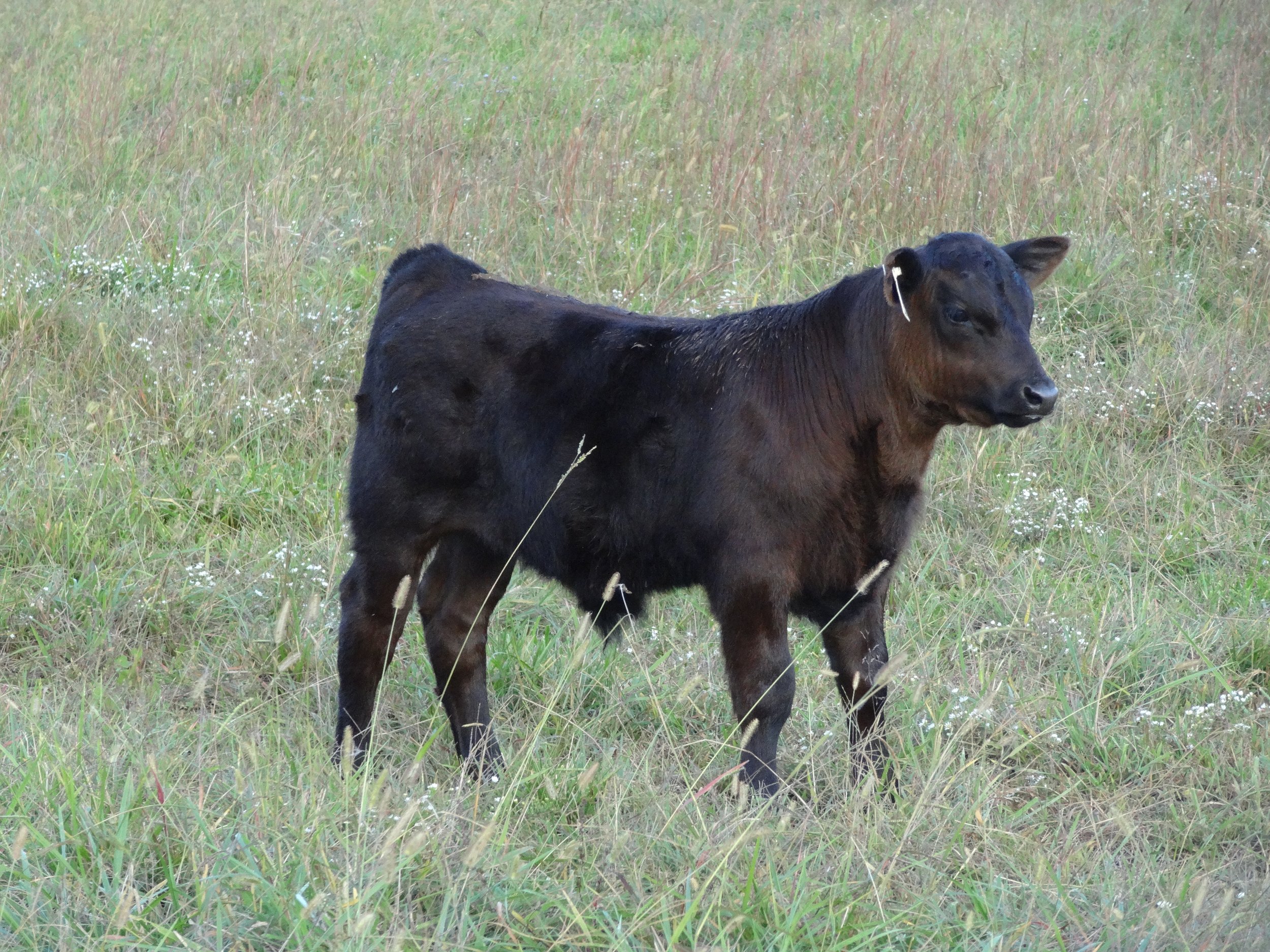 Angus Cattle in Tennessee