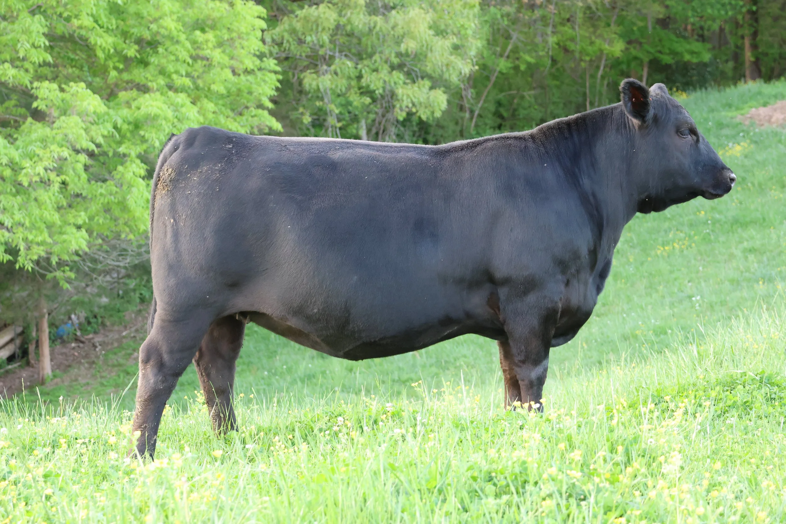 Angus Cattle in Tennessee