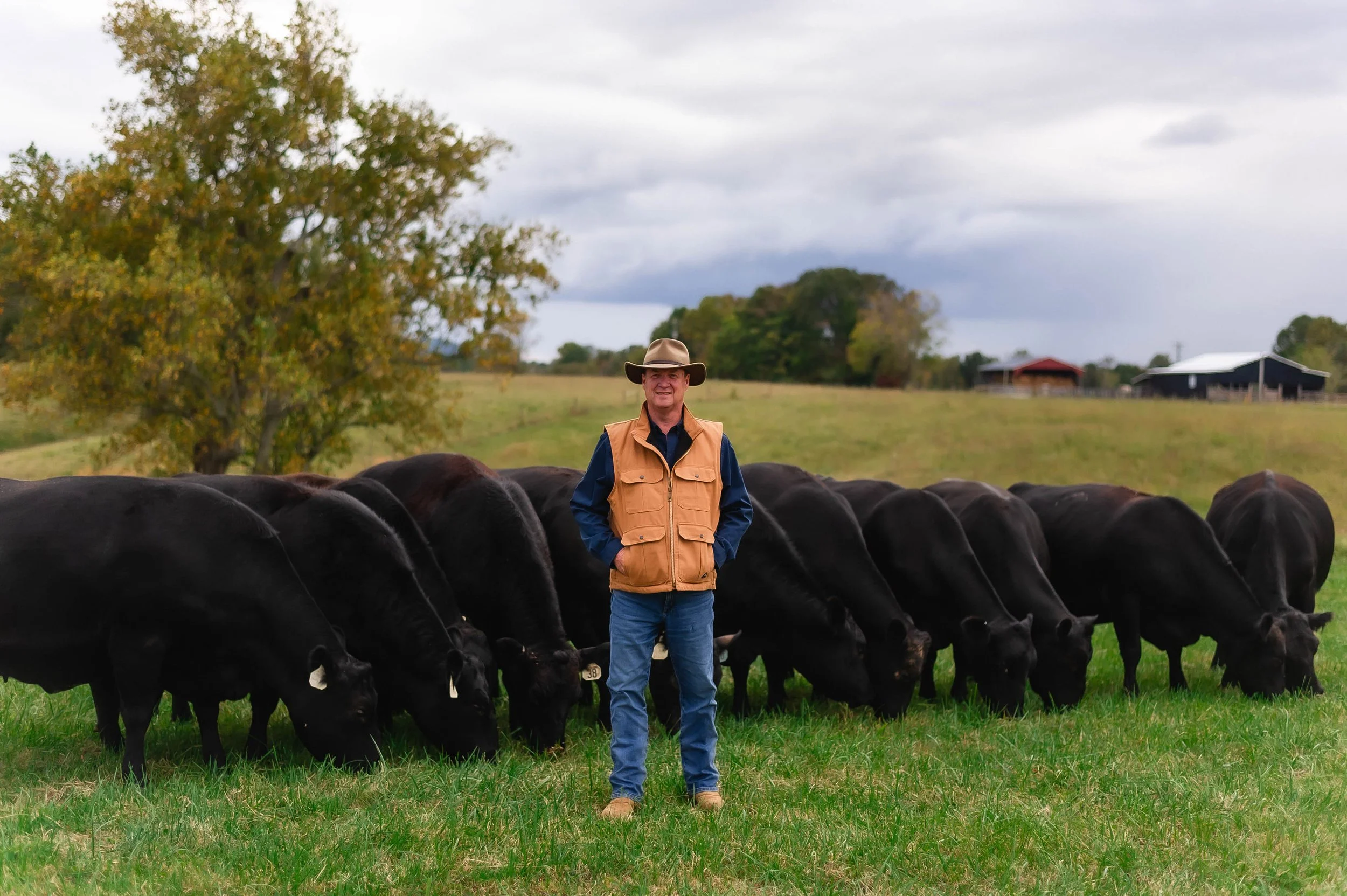 Angus Cattle in Tennessee