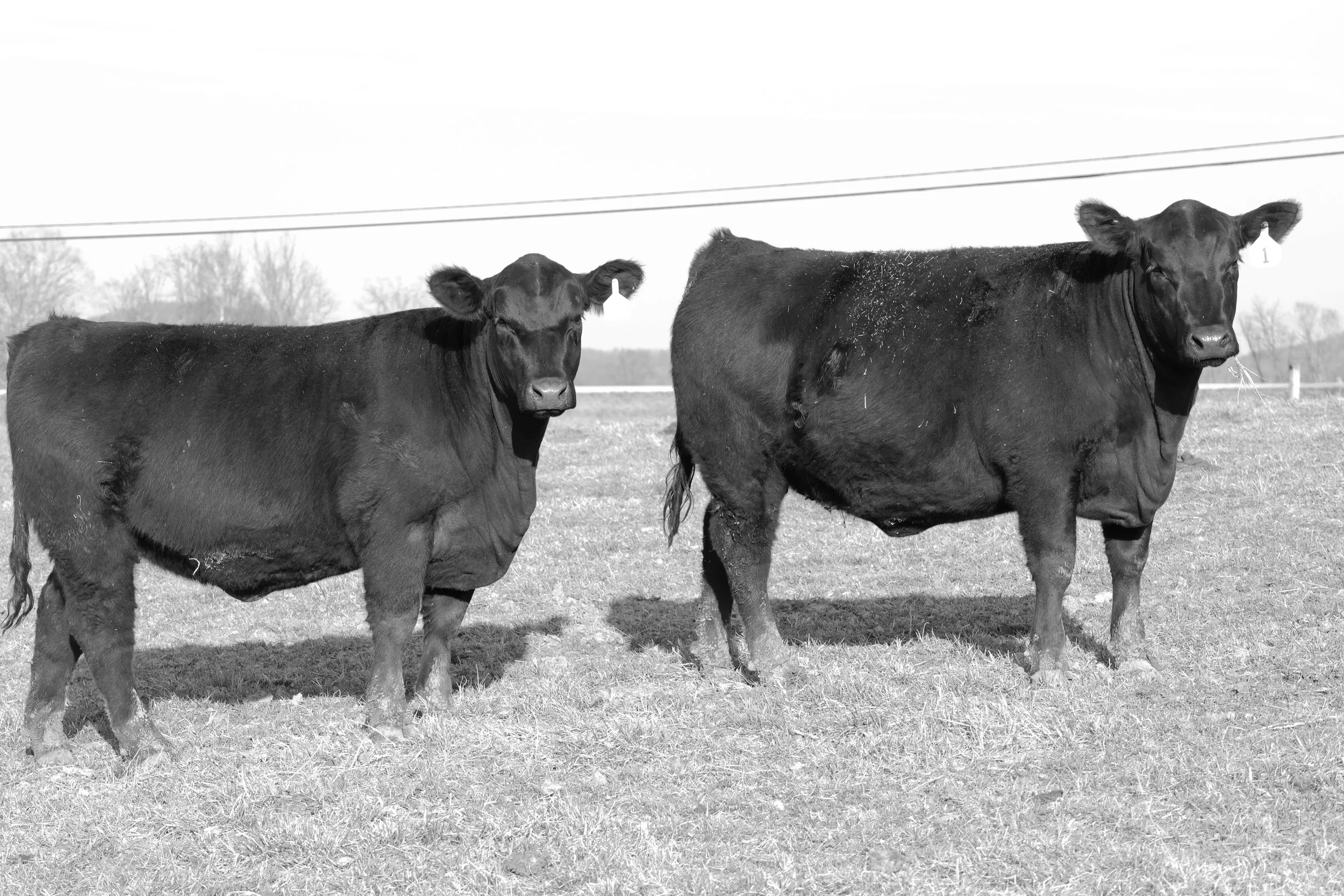Angus Cattle in Tennessee