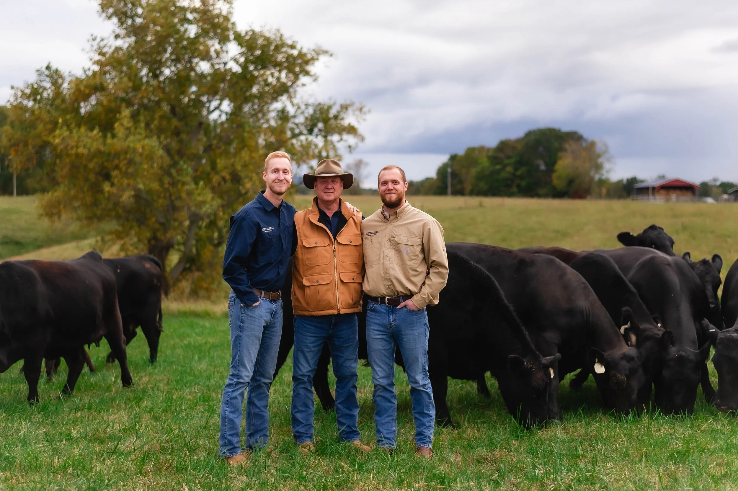Angus Cattle in Tennessee