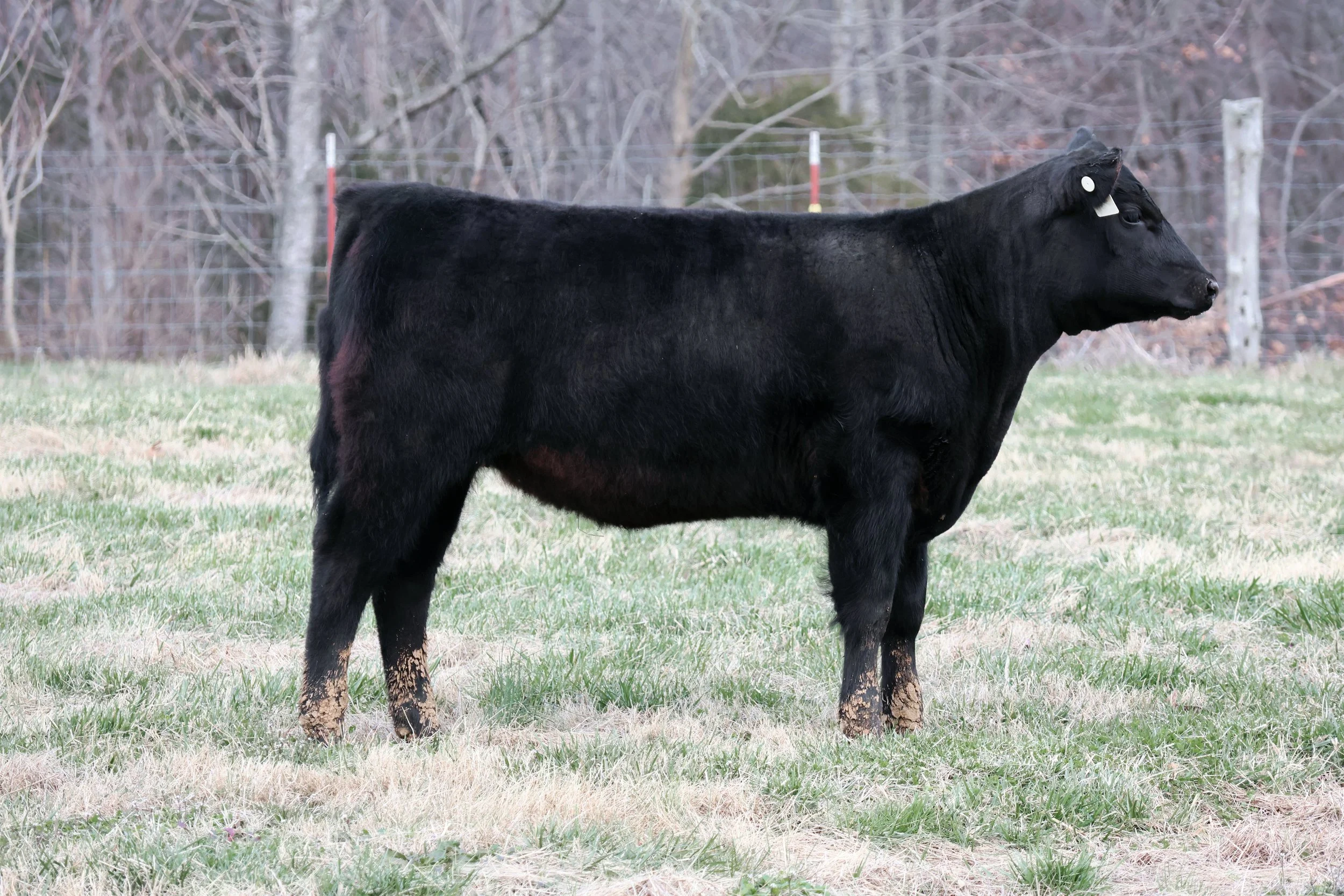 Angus Cattle in Tennessee