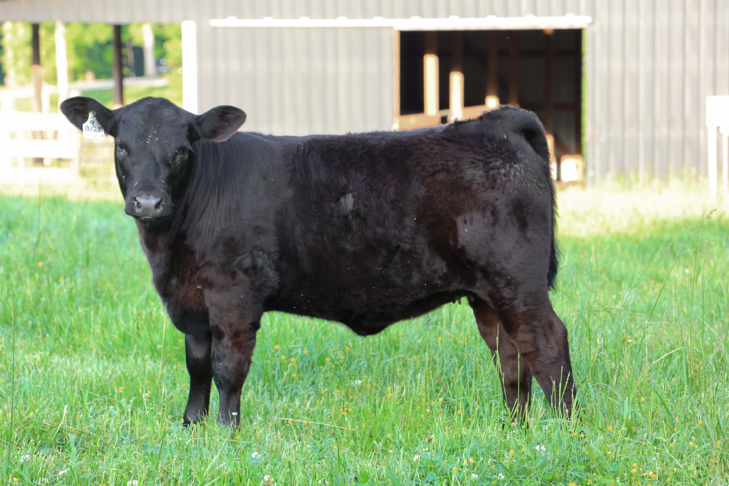 Angus Cattle in Tennessee